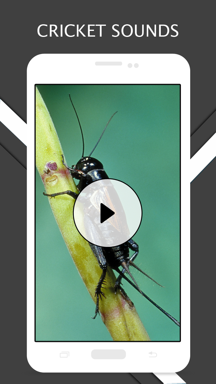 Cricket Sounds - App on Amazon Appstore