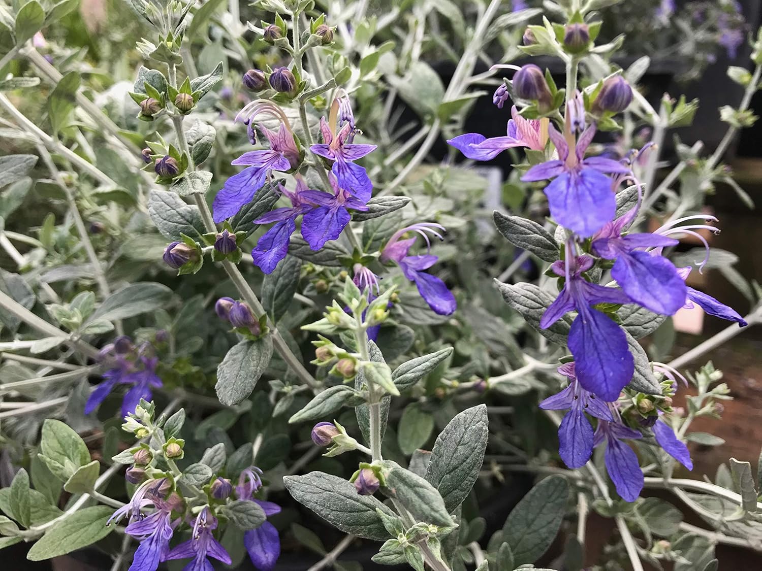 Amazon.com : 1 Starter Plant of Bush Germander Teurium Fruticans ...