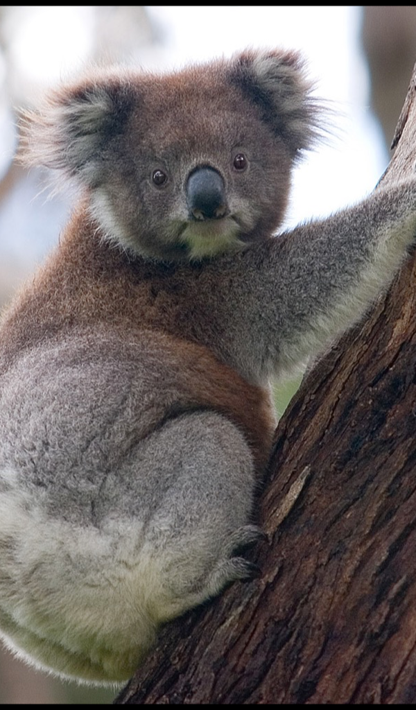 Aplicación Marsupial Wallpaper -- HD Wallpapers of Marsupials! en ...