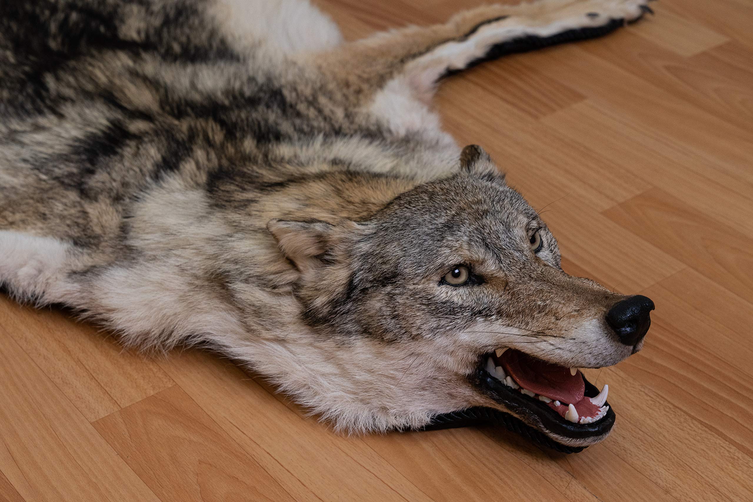 Wolf Taxidermy Rug