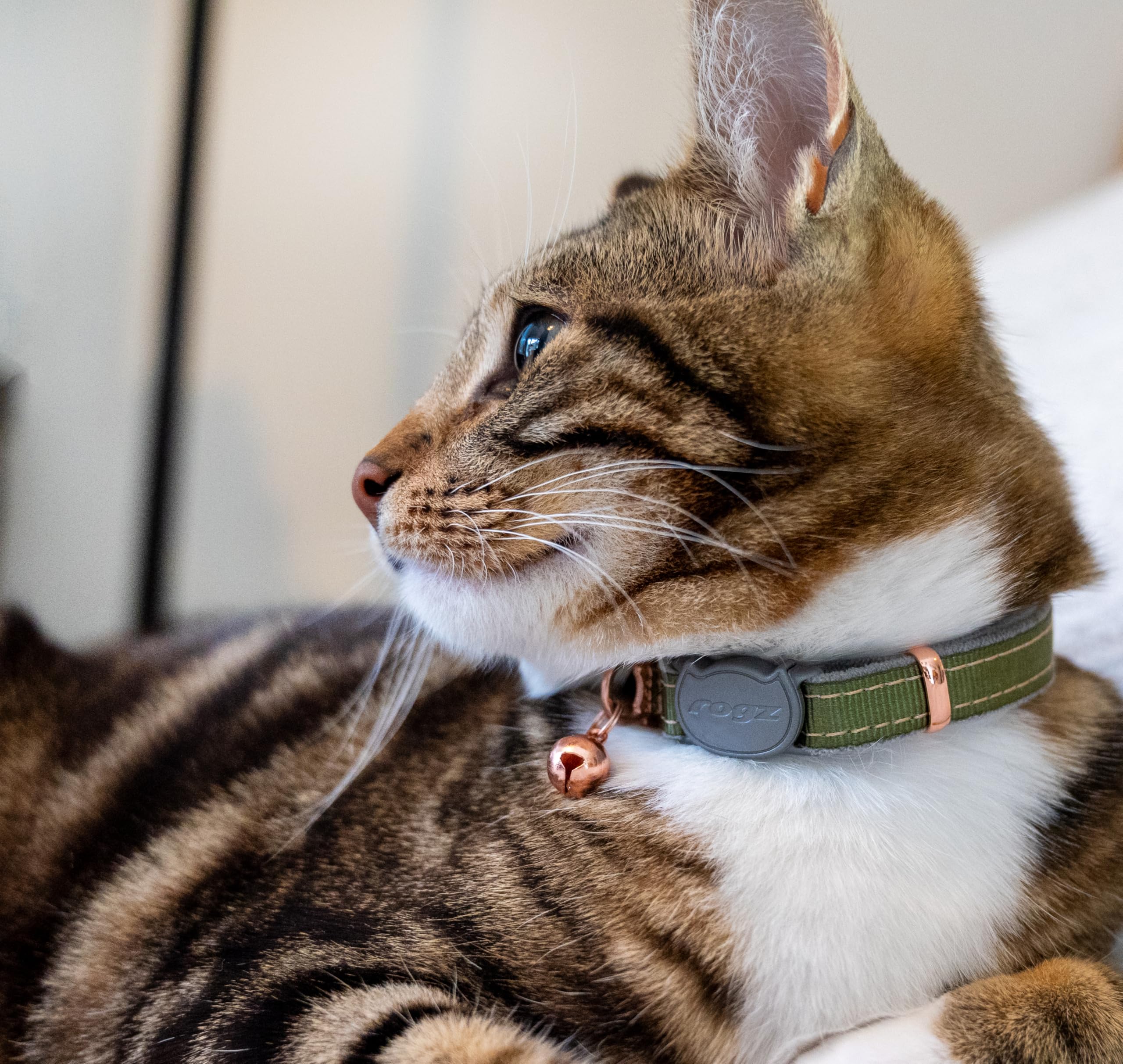 Pet Supplies : Rogz Urban Cat Safety Collar Small/Medium - Olive Twist ...
