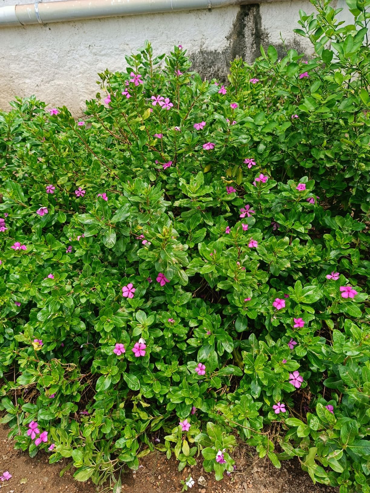 HALARI NPK 20 20 20 Fertilizer for All Garden and Pot Plants Complete ...