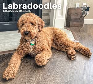 2024 Labradoodles Dogs & Puppies - Deluxe Wall Calendar by Just ...