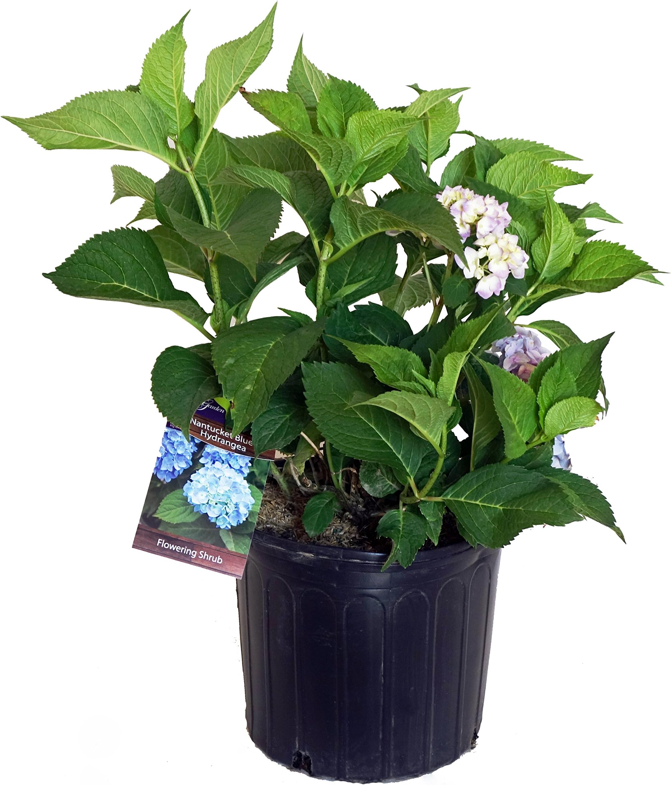 Amazon.com : Green Promise Farms Hibiscus syr. `Blue Chiffon` (Rose of ...