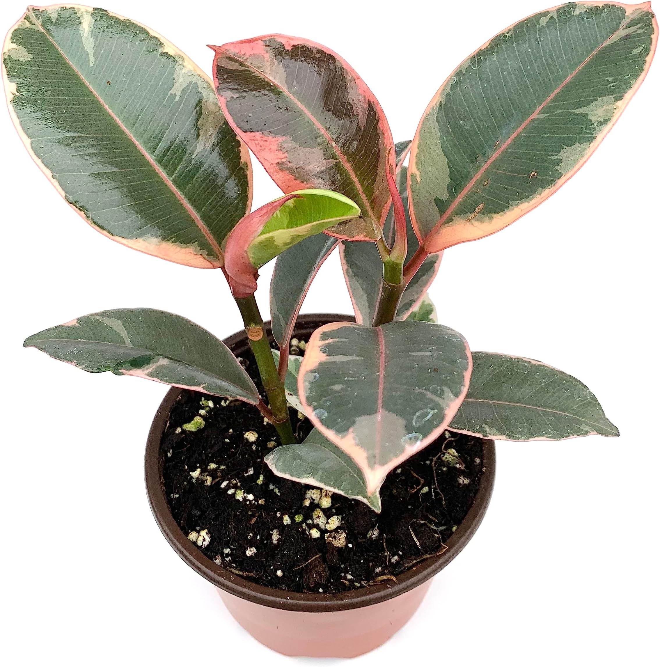 Amazon.com : Ficus Tineke - Live Plant in a 10 Inch Pot - Ficus ...