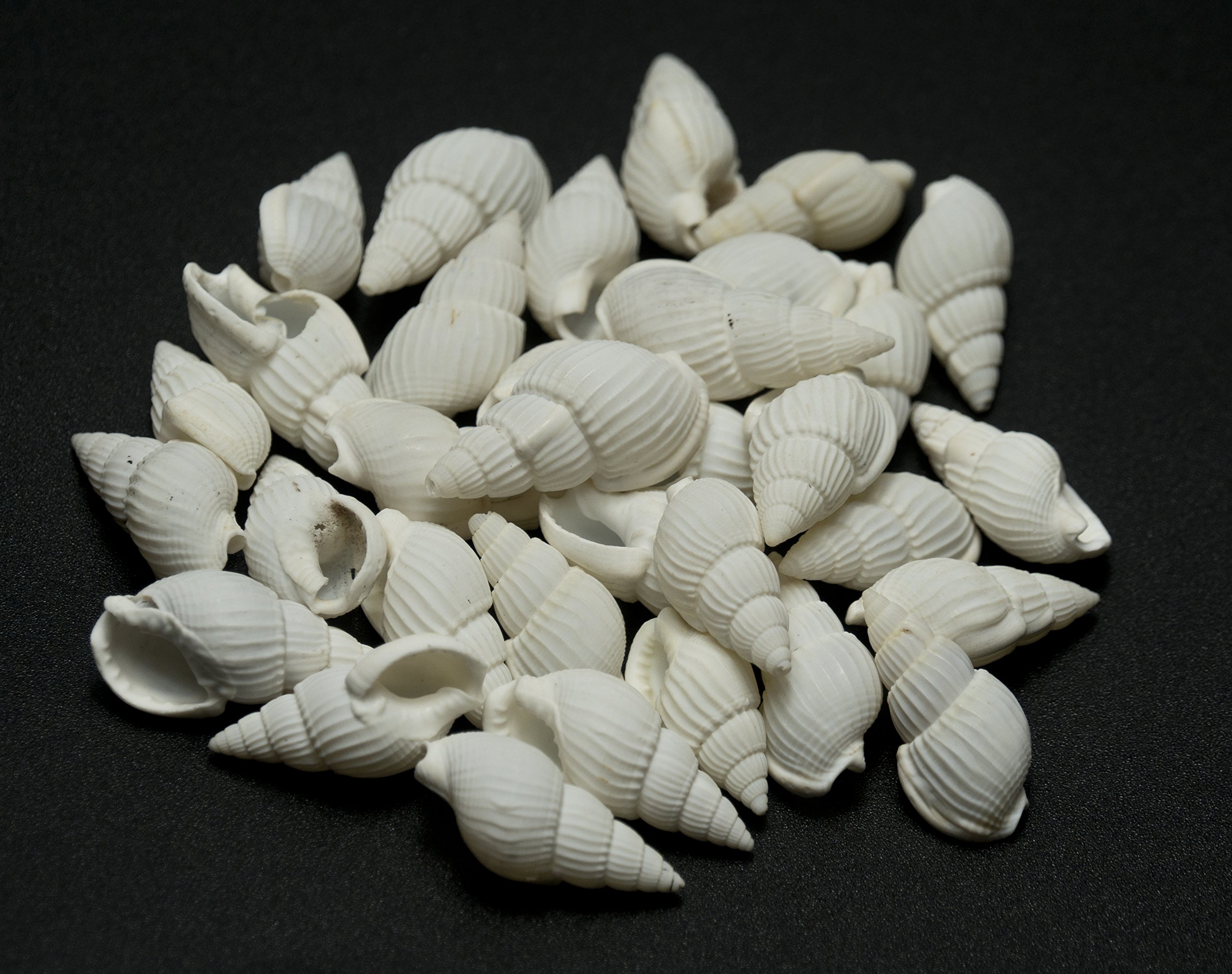 White Spiral Shell Flat Wholesale Seashell Slices.5 50pcs.spiral