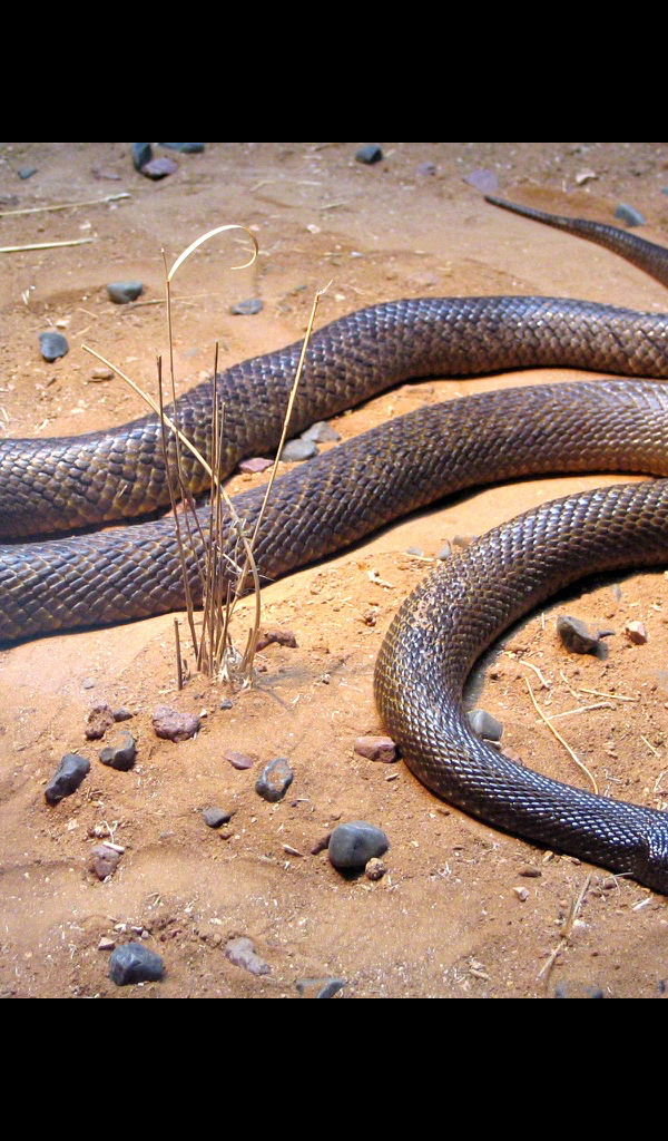 taipan snake Wallpaper -- HD Wallpapers of taipan snake! - App on ...