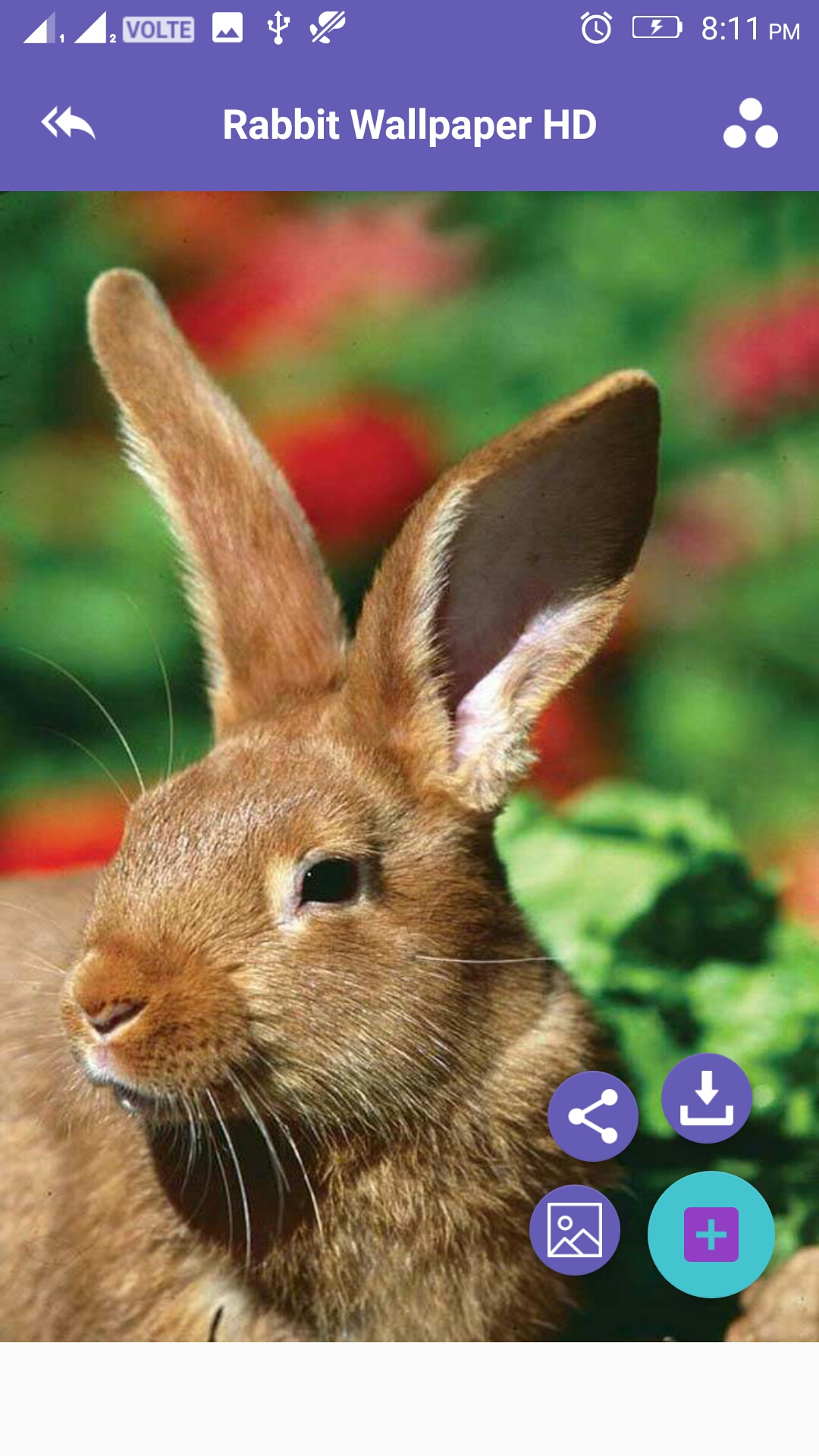 Rabbit 4K Wallpaper - App on Amazon Appstore