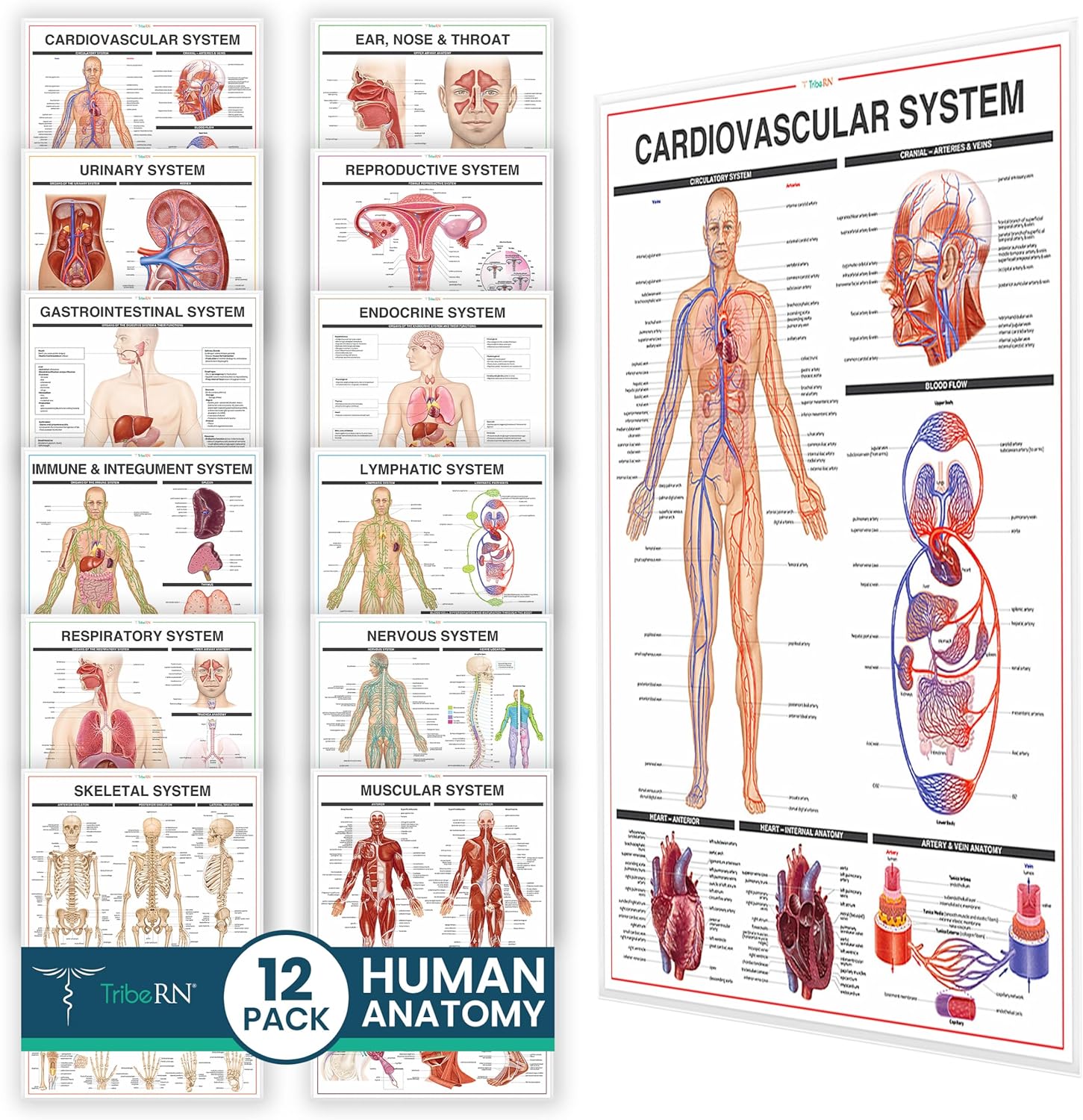 Tribe RN Human Anatomy Posters - Set of 12 Anatomical Wall Decor ...