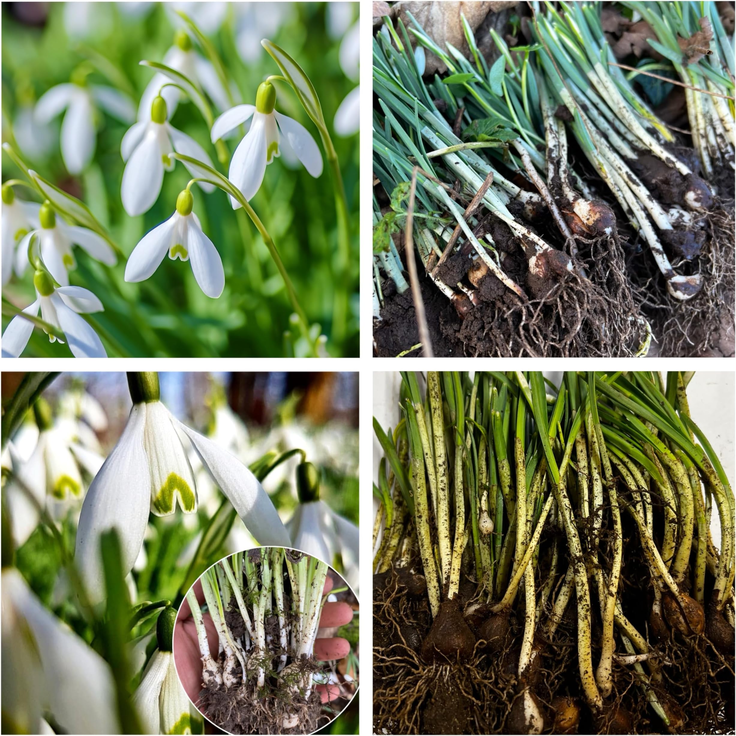 Snowdrop Bulbs Single Snowdrops Galanthus X 50 Spring Flowering Bulbs ...