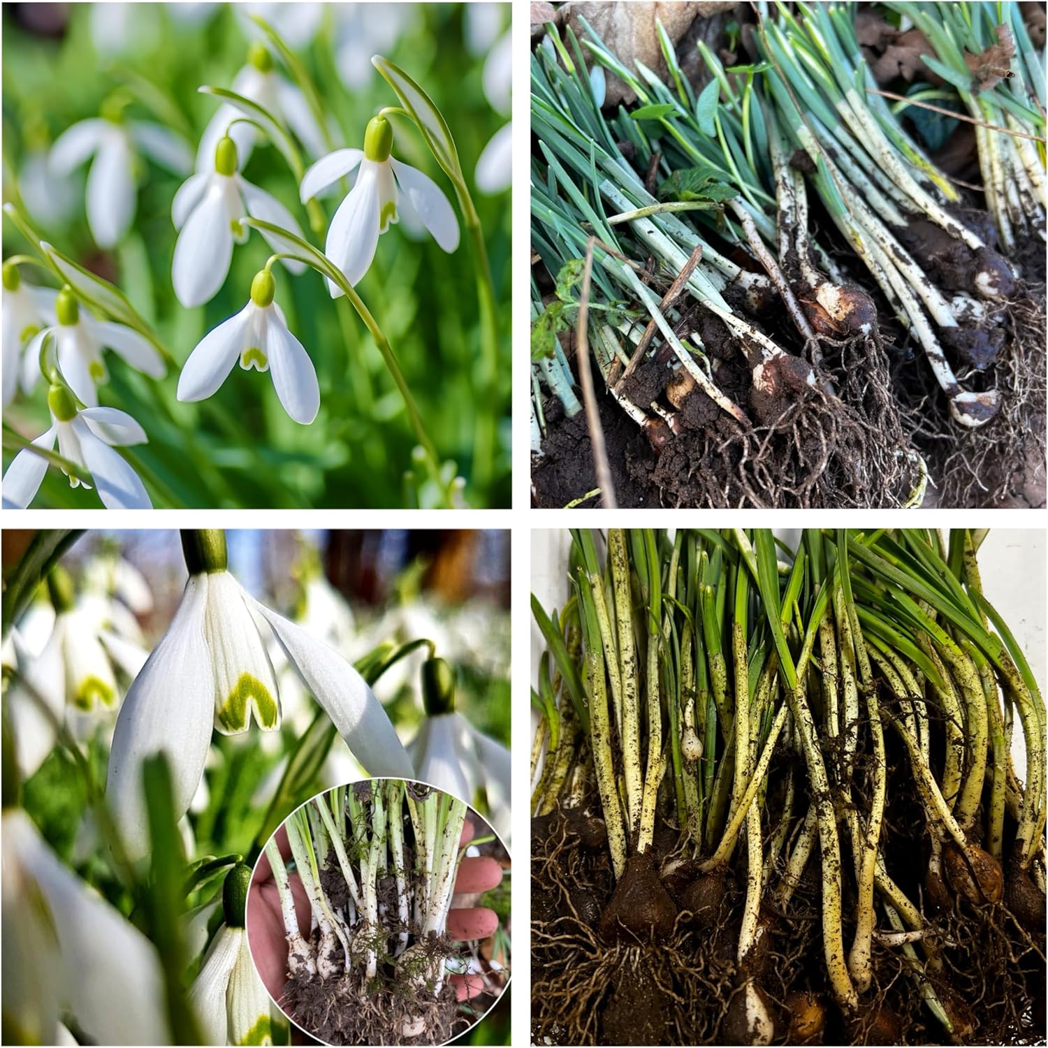Single Snowdrops in The Green (100) Galanthus Nivalis Spring Flowering ...