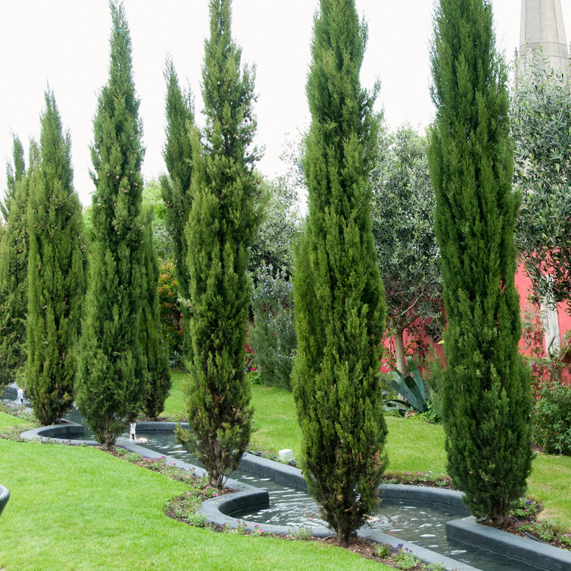 Italian Cypress Landscape Design Mediterranean Italian Cypress Trees.