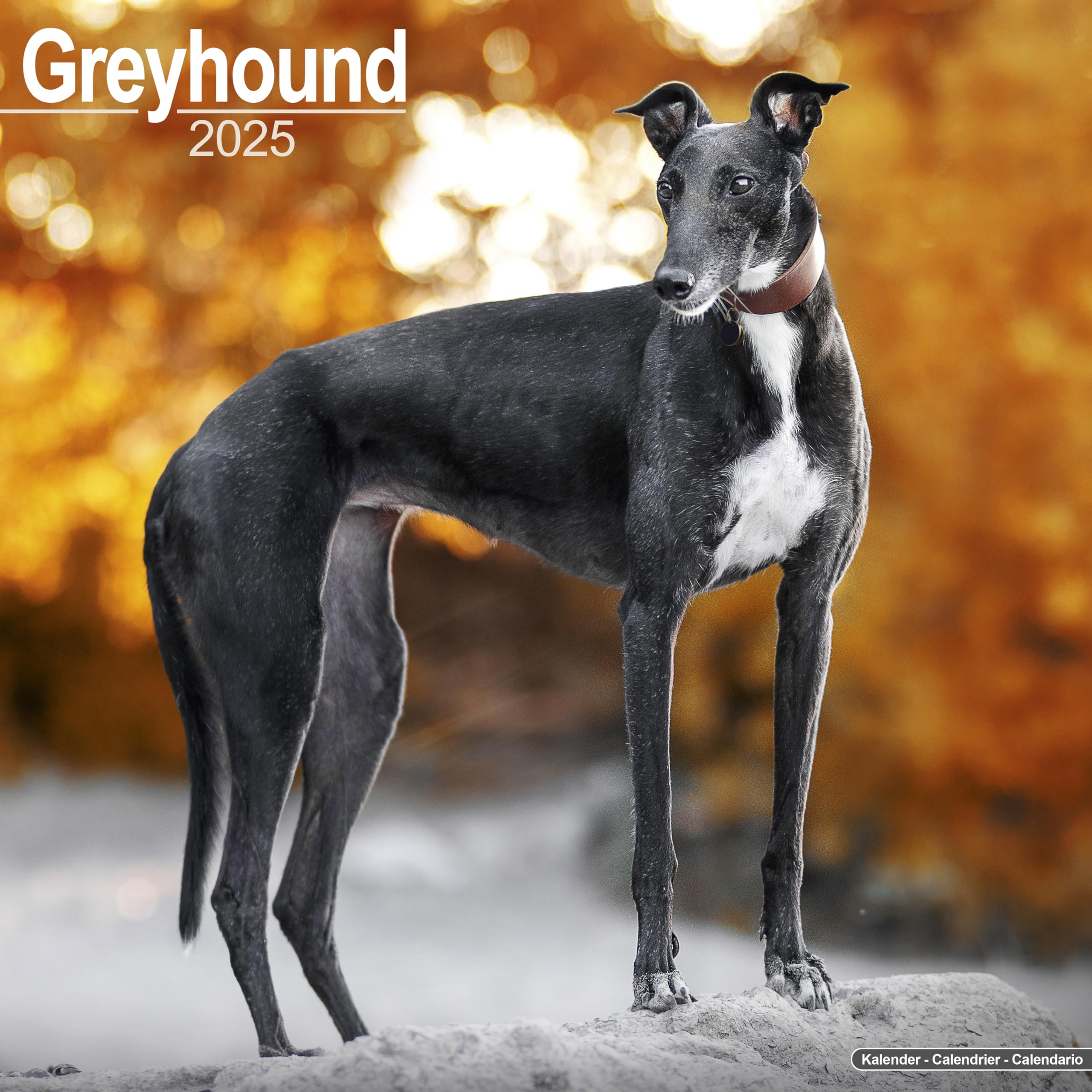 Greyhound Calendar 2025 | Square Dog Breed Wall Calendar - 16 Month ...