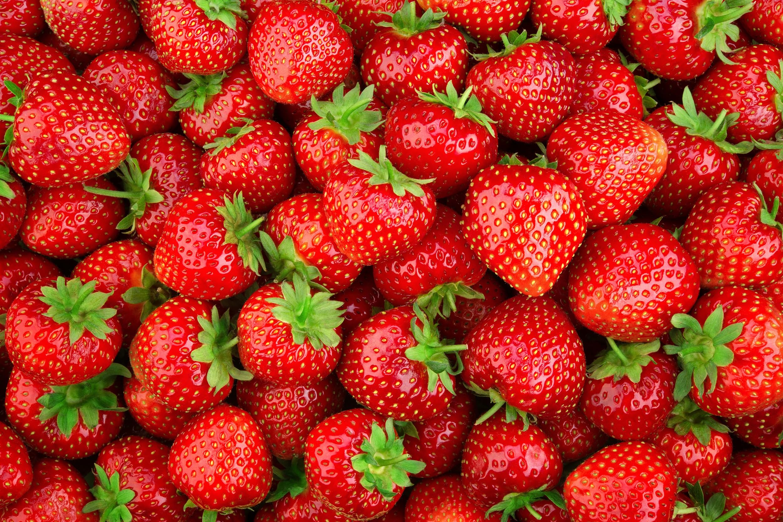 Amazon.com : Earliglow Strawberry Plants for Growing - June Bearing ...