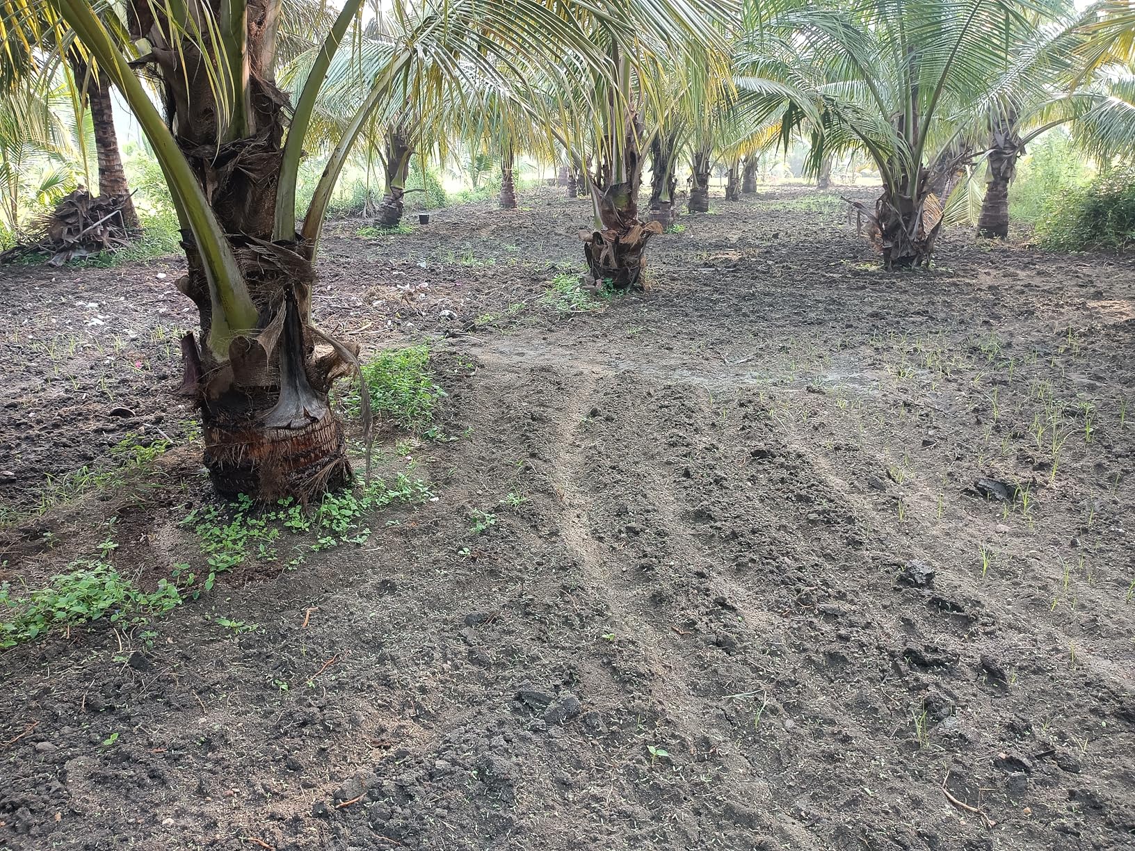 Chipku-Bucket Trap for Red Palm Weevil for Coconut Tree Insects with ...