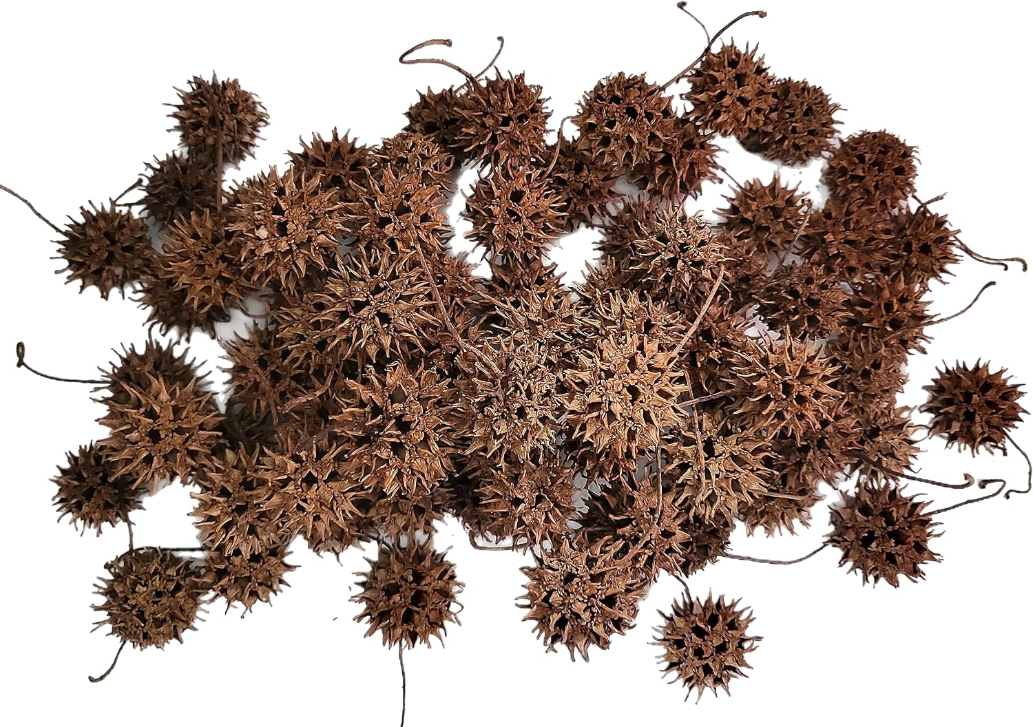 Amazon.com : Eco Animal Pet Products Sweet Gum Tree Seed Pods – All ...