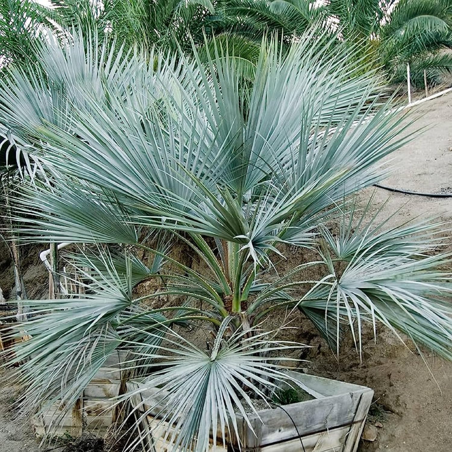 Amazon.com : CHUXAY GARDEN Mexican Blue Hesper Fan Palm Tree Seed 10 ...