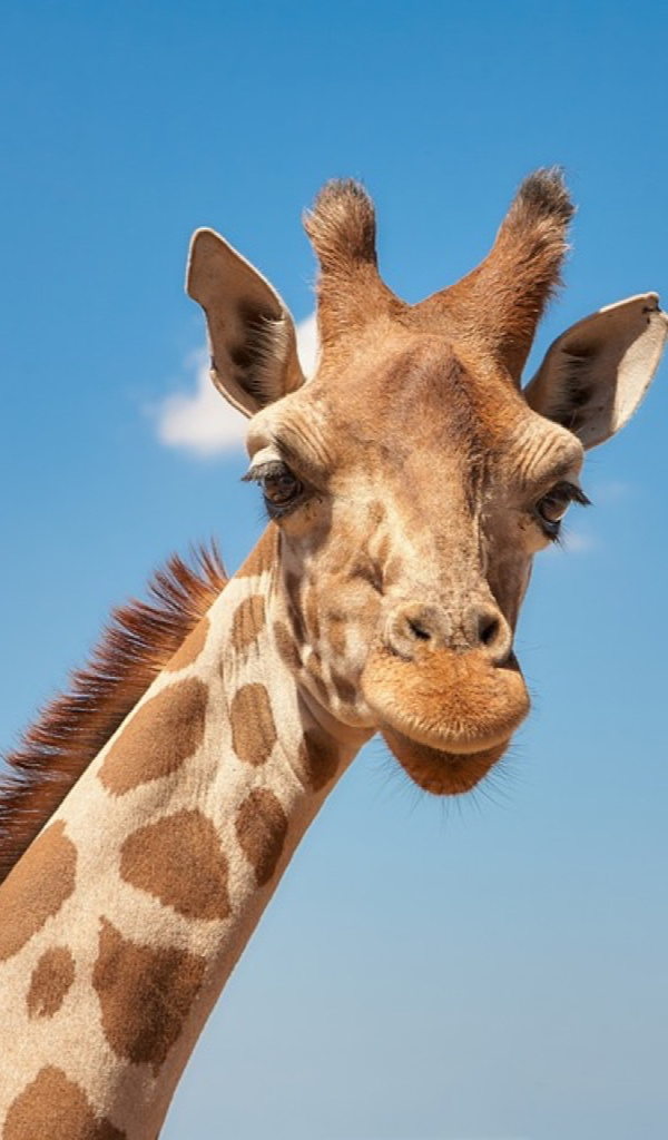 Giraffe Wallpaper -- HD Wallpapers of Giraffes! - App on Amazon Appstore