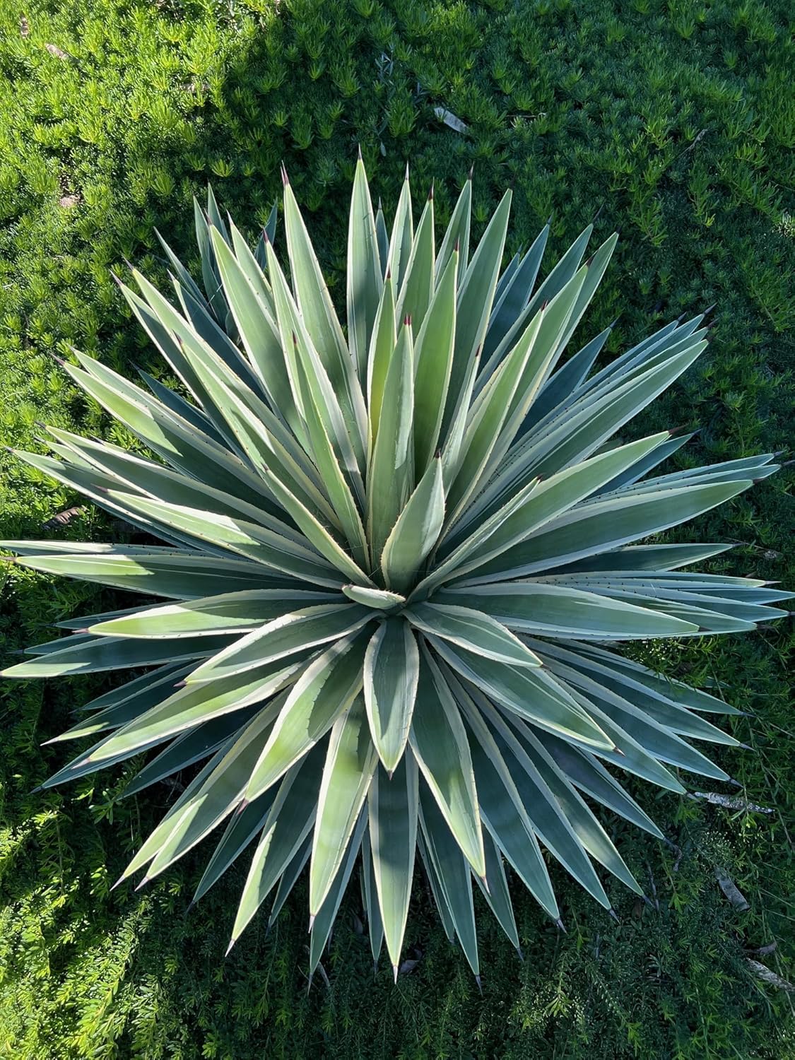 Amazon.com : Caribbean Agave Plant, Agave Angustifolia Variegata, Baby ...
