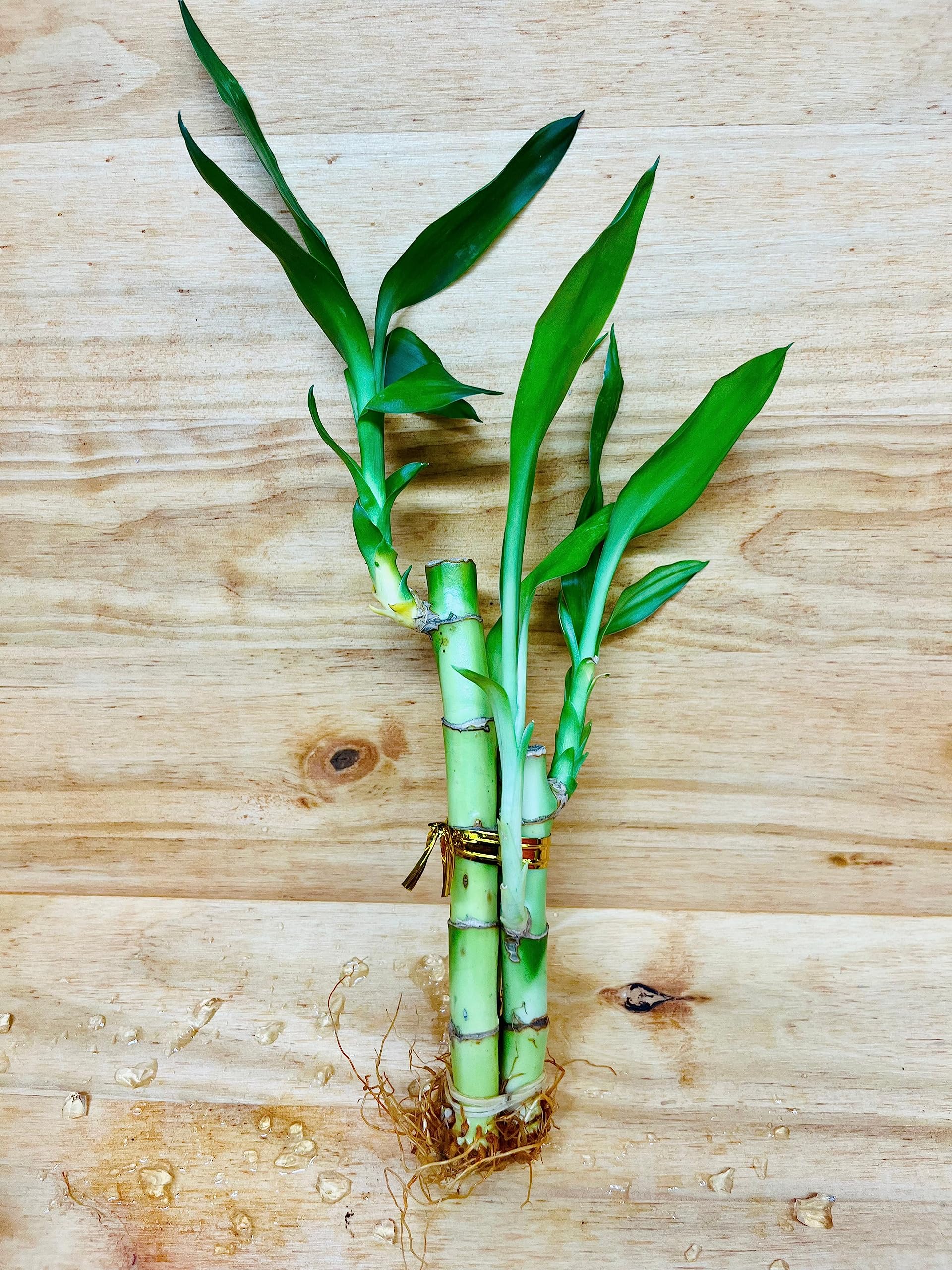 Lucky Bamboo Arrangements Lucky Bamboo: Know The Meaning Behind Its