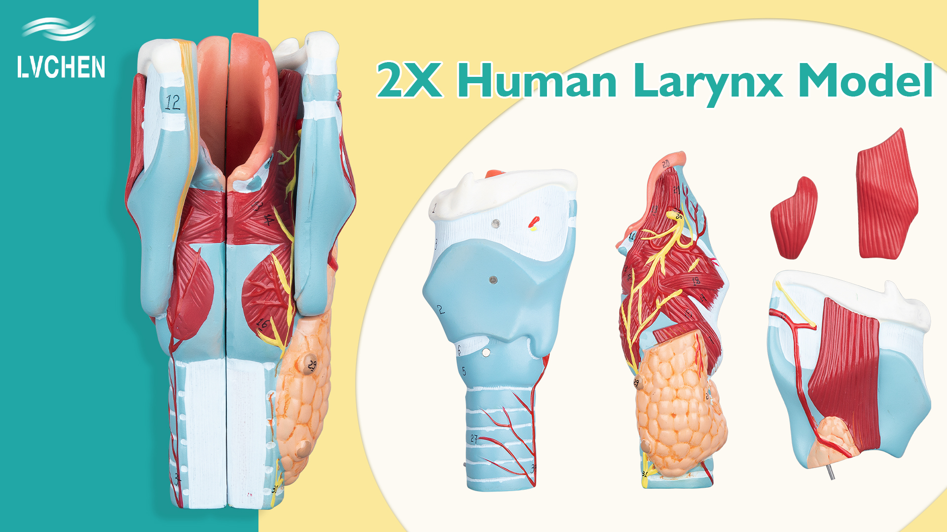 Faruijie Larynx Model - 2X Enlarged Human Throat Model Scientific ...