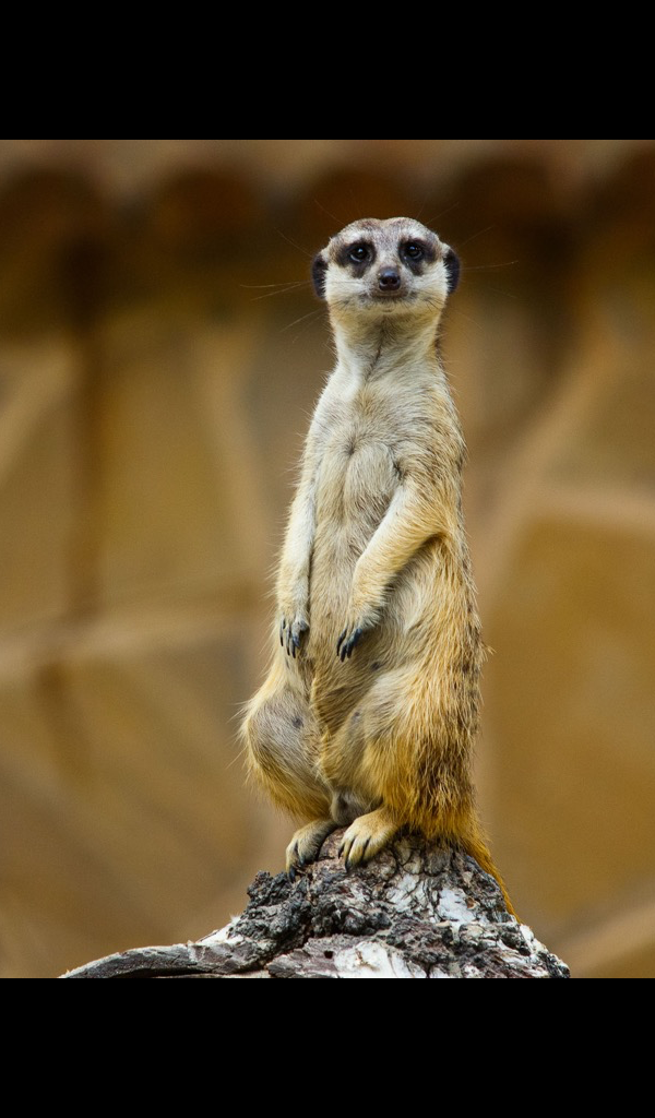 cute meerkat Wallpaper -- HD Wallpapers of cute meerkats! - App on ...