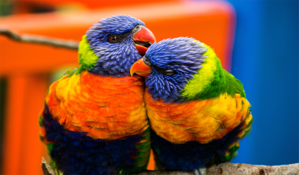 Bird Ringtones Free app - App on Amazon Appstore