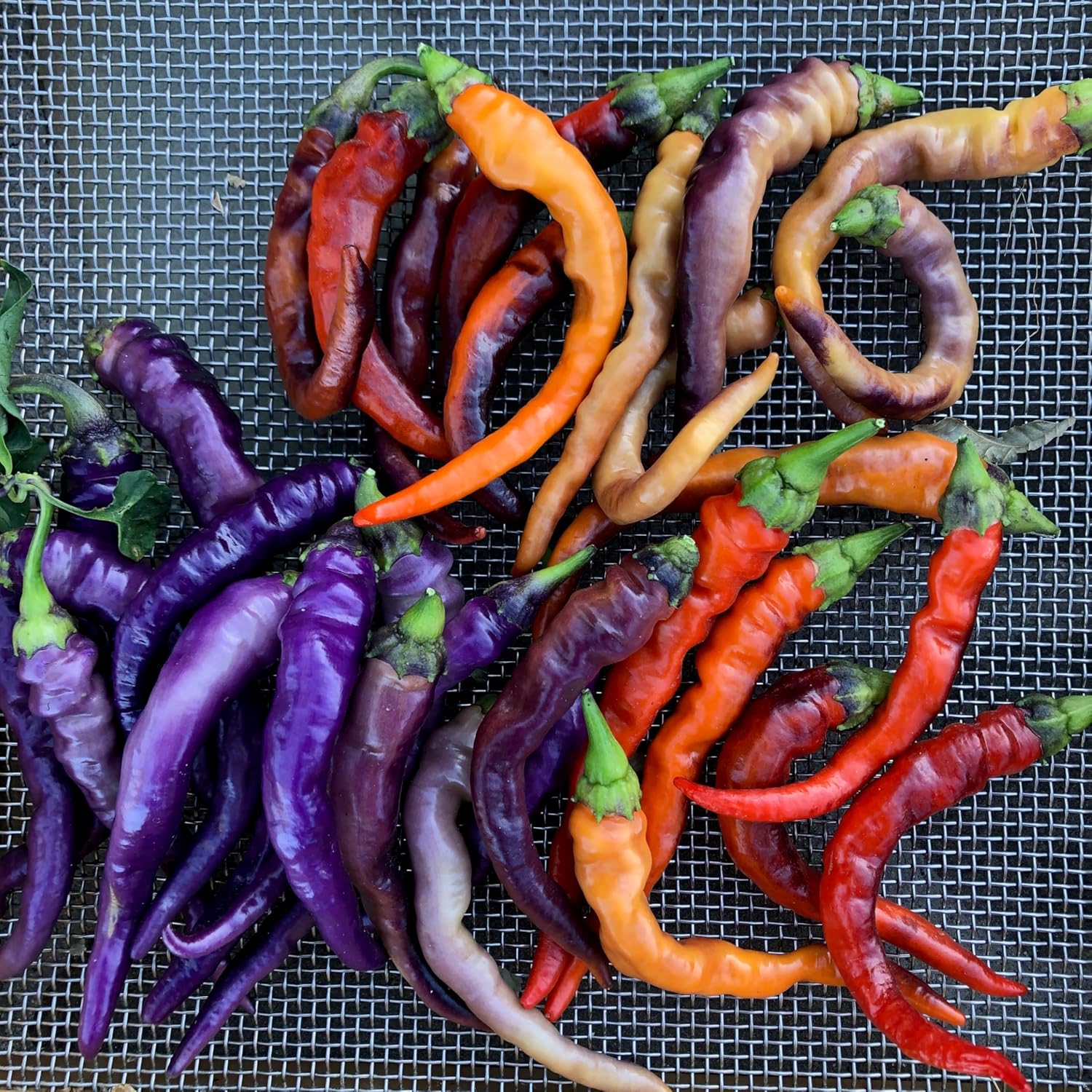 Plant (*25*) Seed Organic Buena Mulata Pepper Seeds for Planting ...