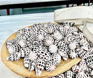 Amazon.com: Set of 6 Hebrew Cone Shells (1–1.5") – Natural Black and ...