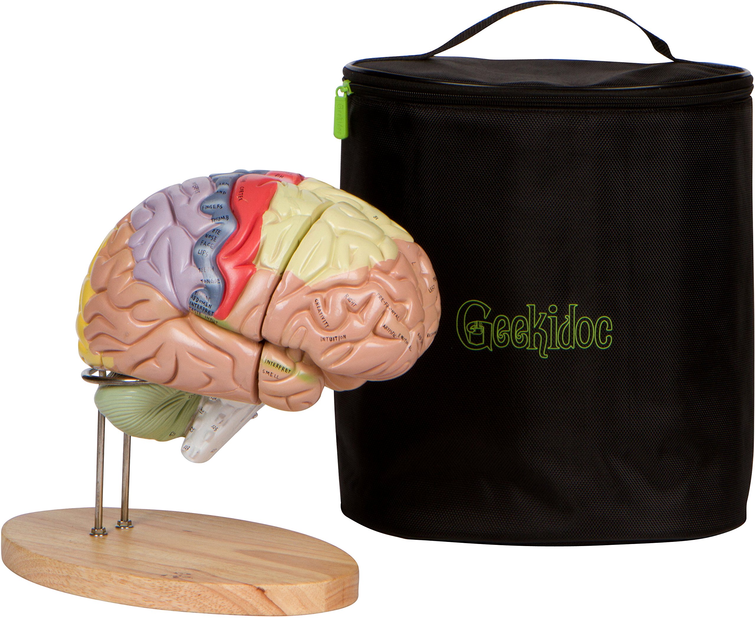 Buy Human Brain Model (Numbered) with Carrying Case - 2X Life-Size ...