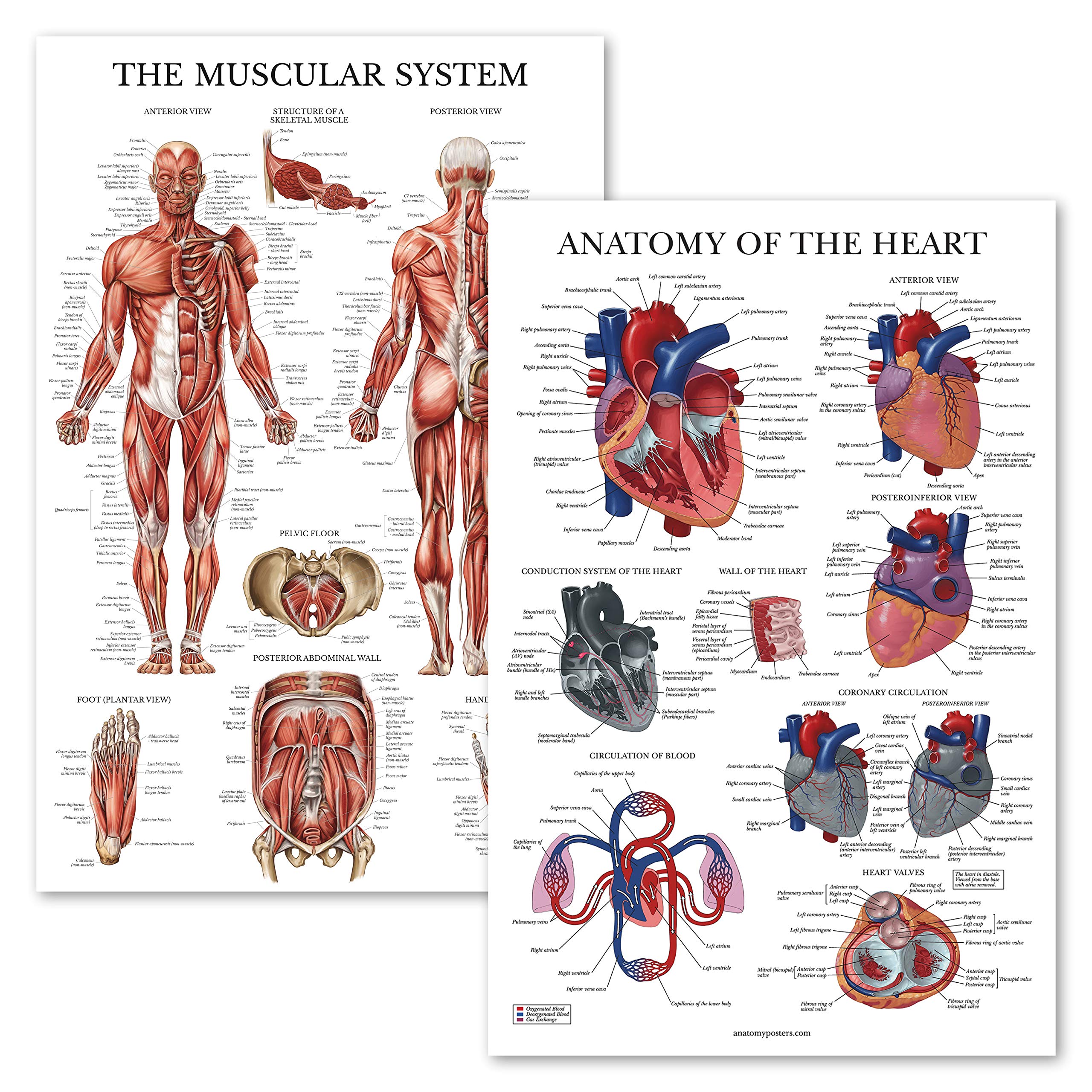 Buy 2 Pack - Muscular System Anatomical + Heart Anatomy Chart Online at ...