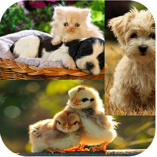 Cute Animals Wallpapers - App on Amazon Appstore