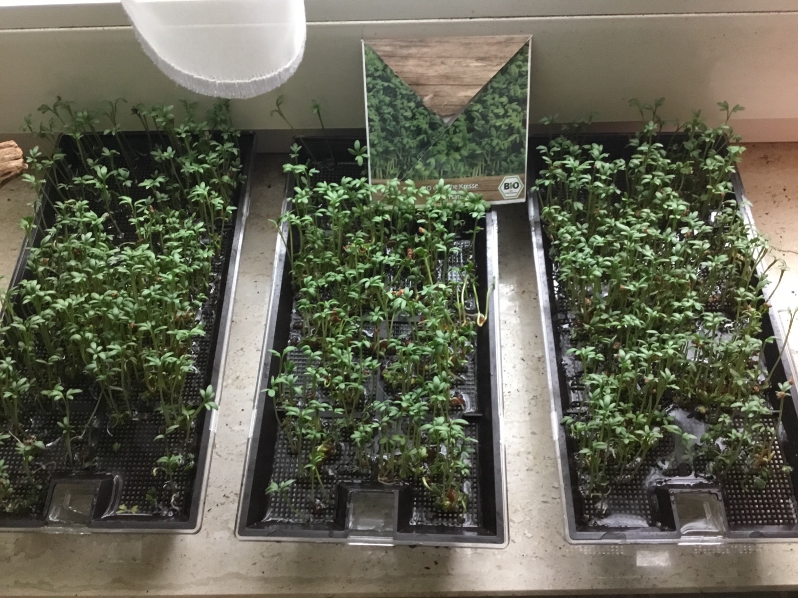 Samenliebe BIO Kresse Samen Einfache Kresse leicht scharfe Gartenkresse ...