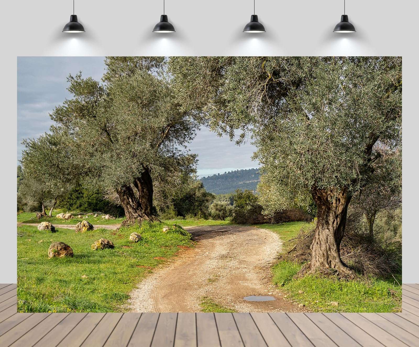 Amazon.com : CHNYWORK 7ftx5ft Olive Grove Backdrop Olive Theme Spring Landscape Olive Trees ...