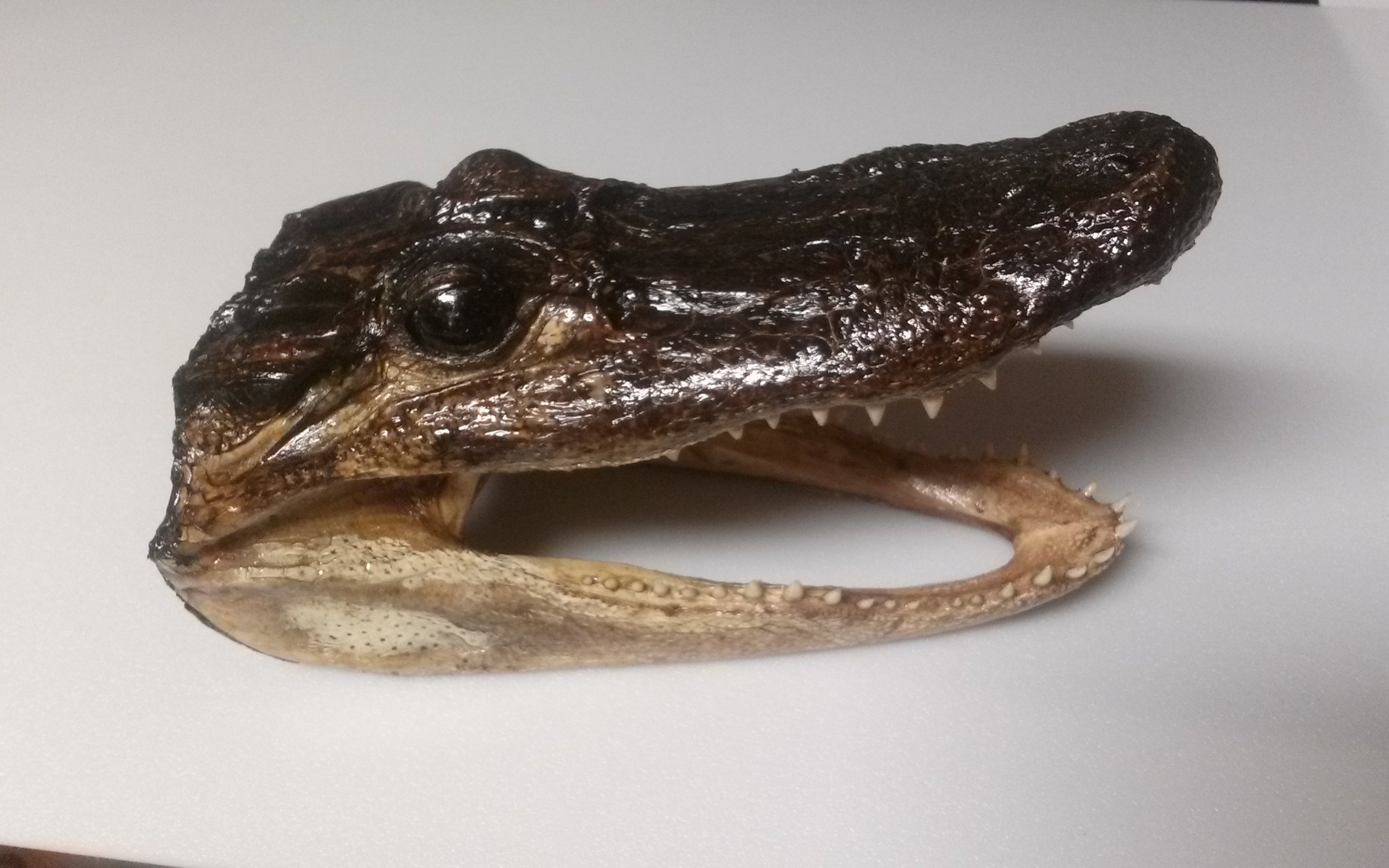 Alligator Skull