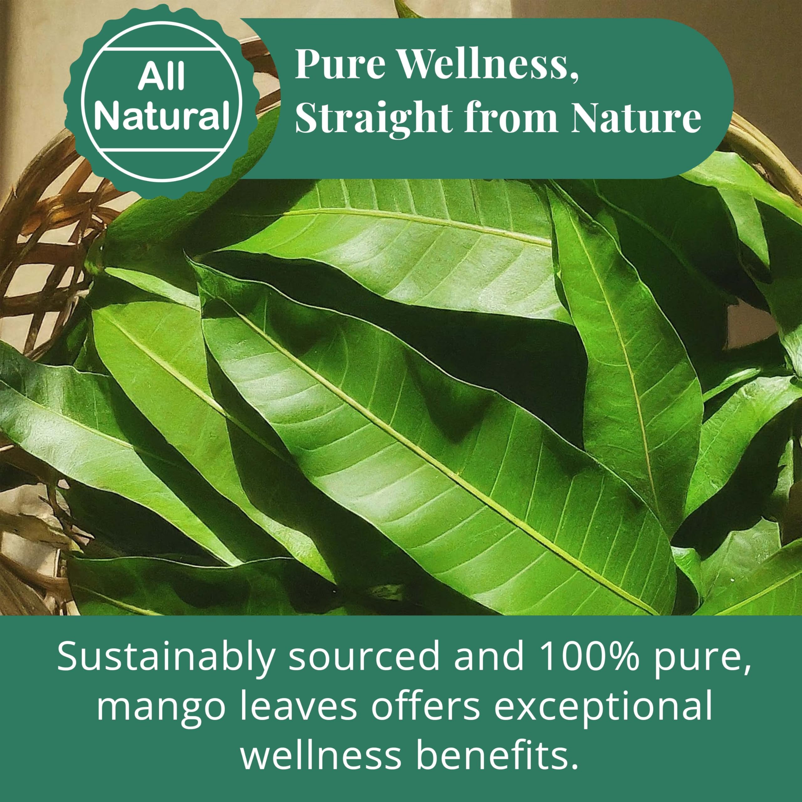 Mango Tree Leaves Health Benefits