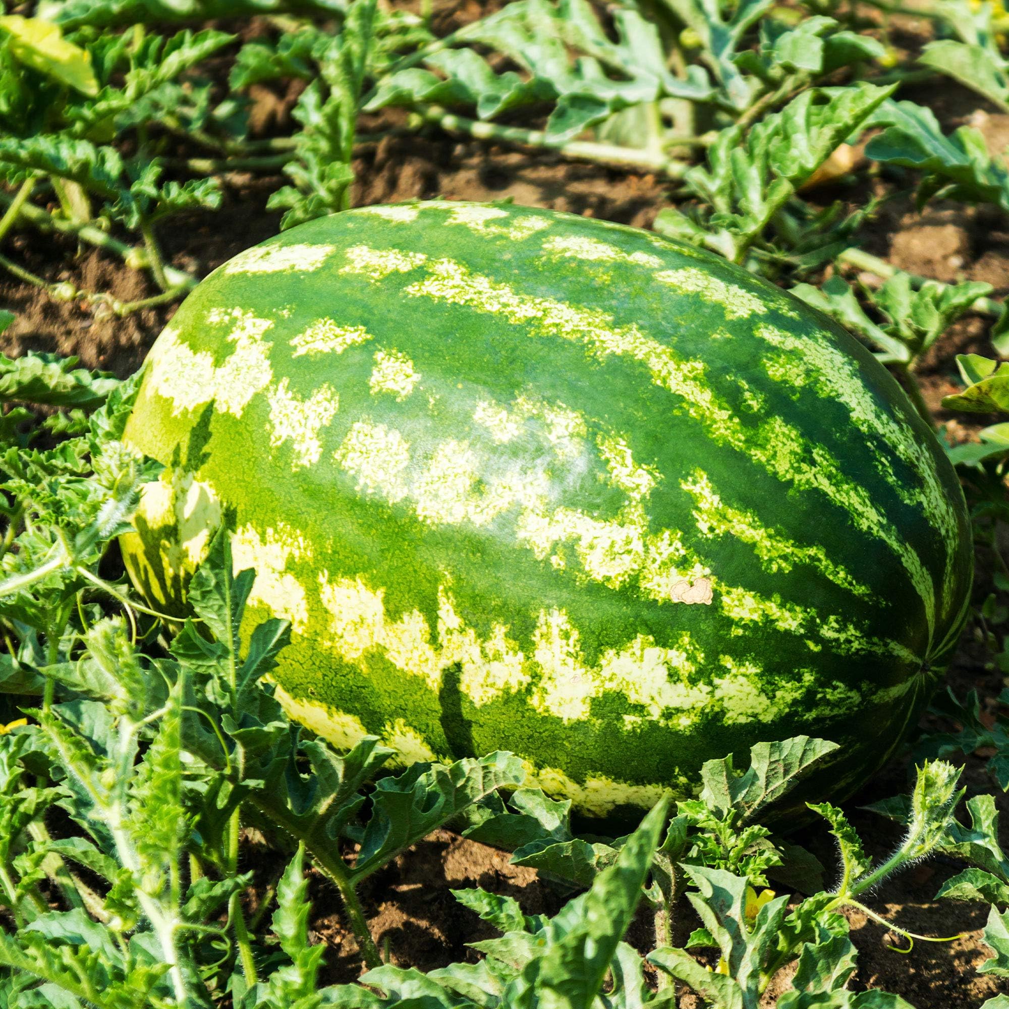 Amazon.com : Crimson Sweet Heirloom Watermelon Seeds : Patio, Lawn & Garden