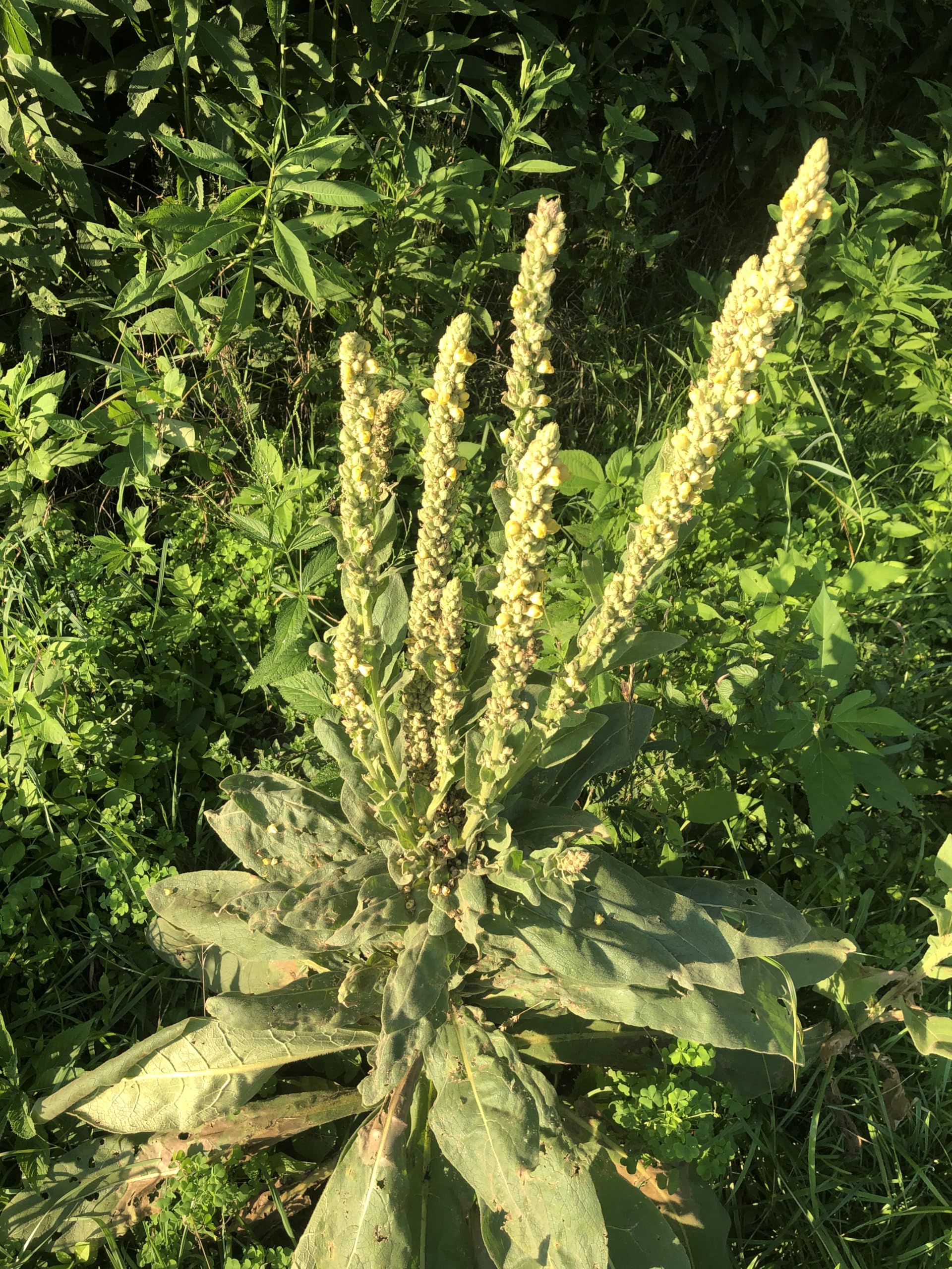 Amazon.com : Organic Bulk Mullein Seeds (Verbascum thapsus) 500 Seeds ...