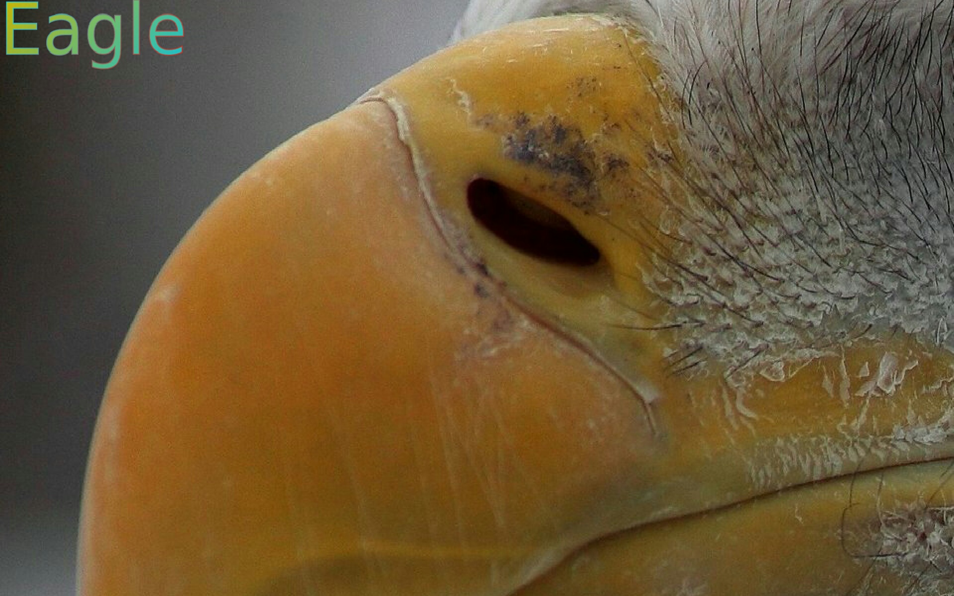 Animal Noses - App on Amazon Appstore