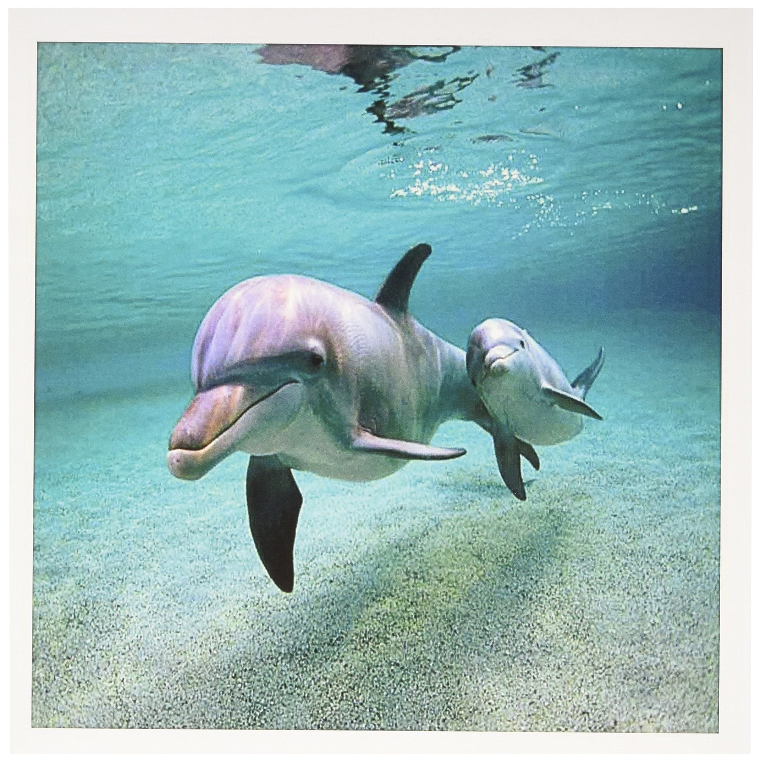 Baby Dolphin Underwater