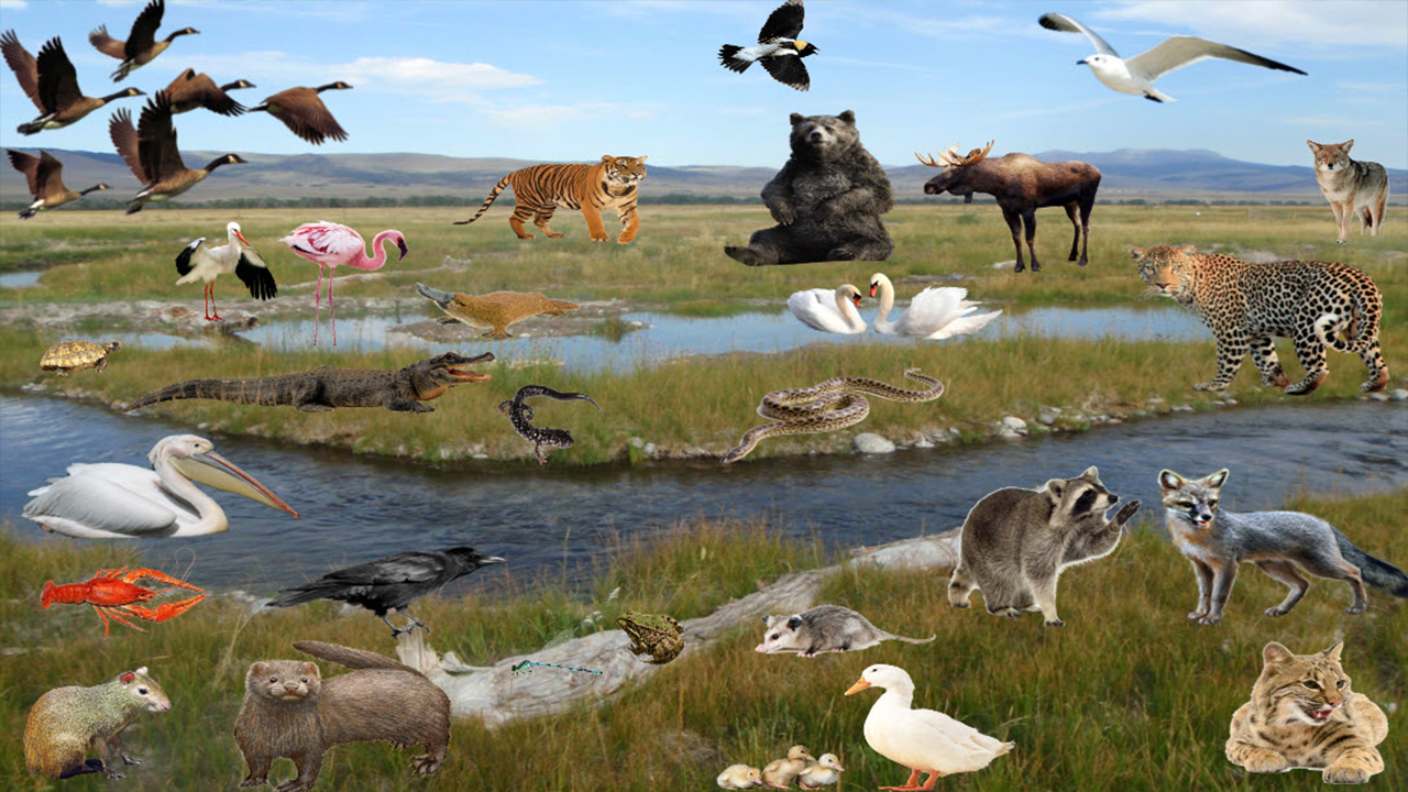 Learning Animal Sounds And Habitats - App on Amazon Appstore