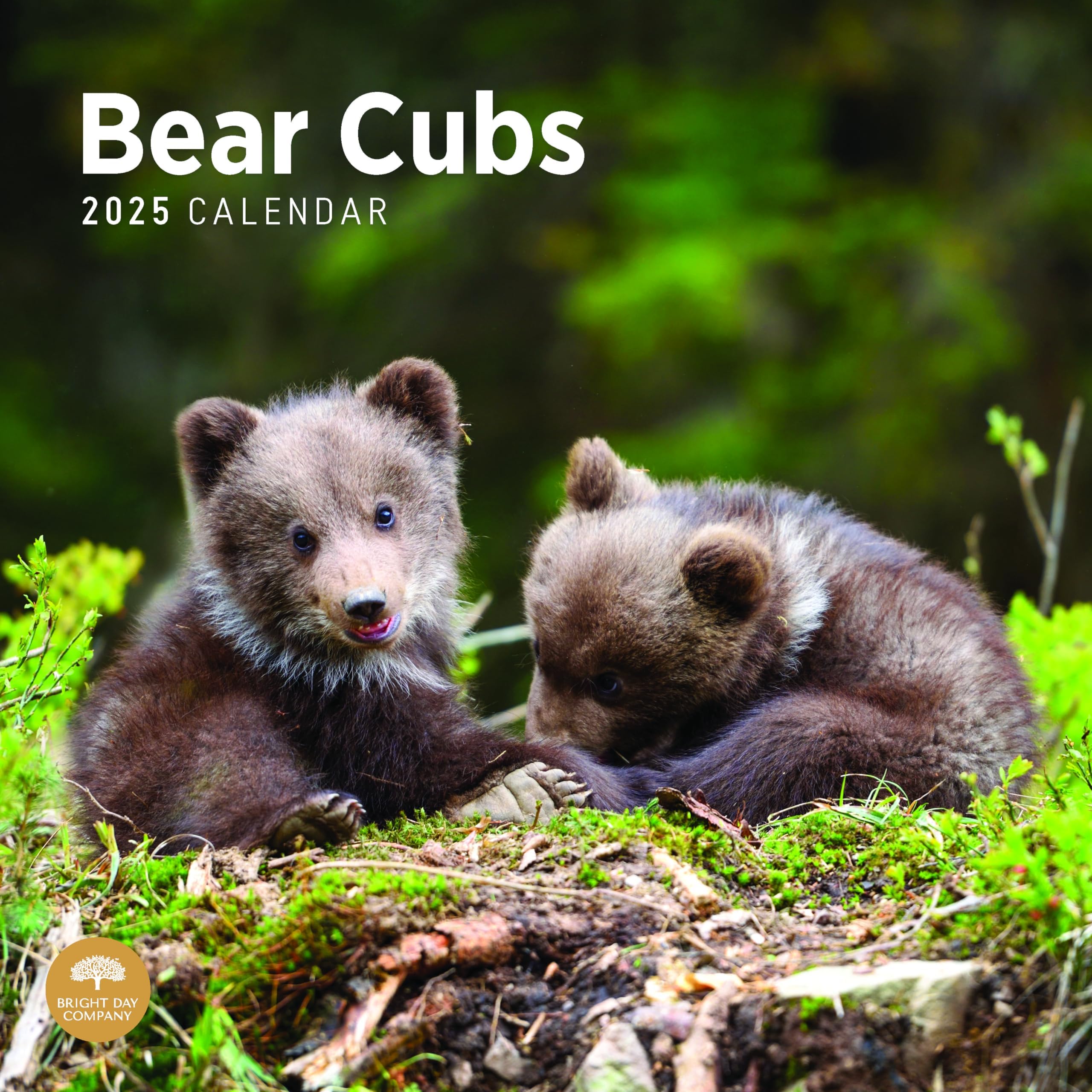 Amazon.com: Bright Day Calendars 2025 Bear Cubs Monthly Wall Calendar ...