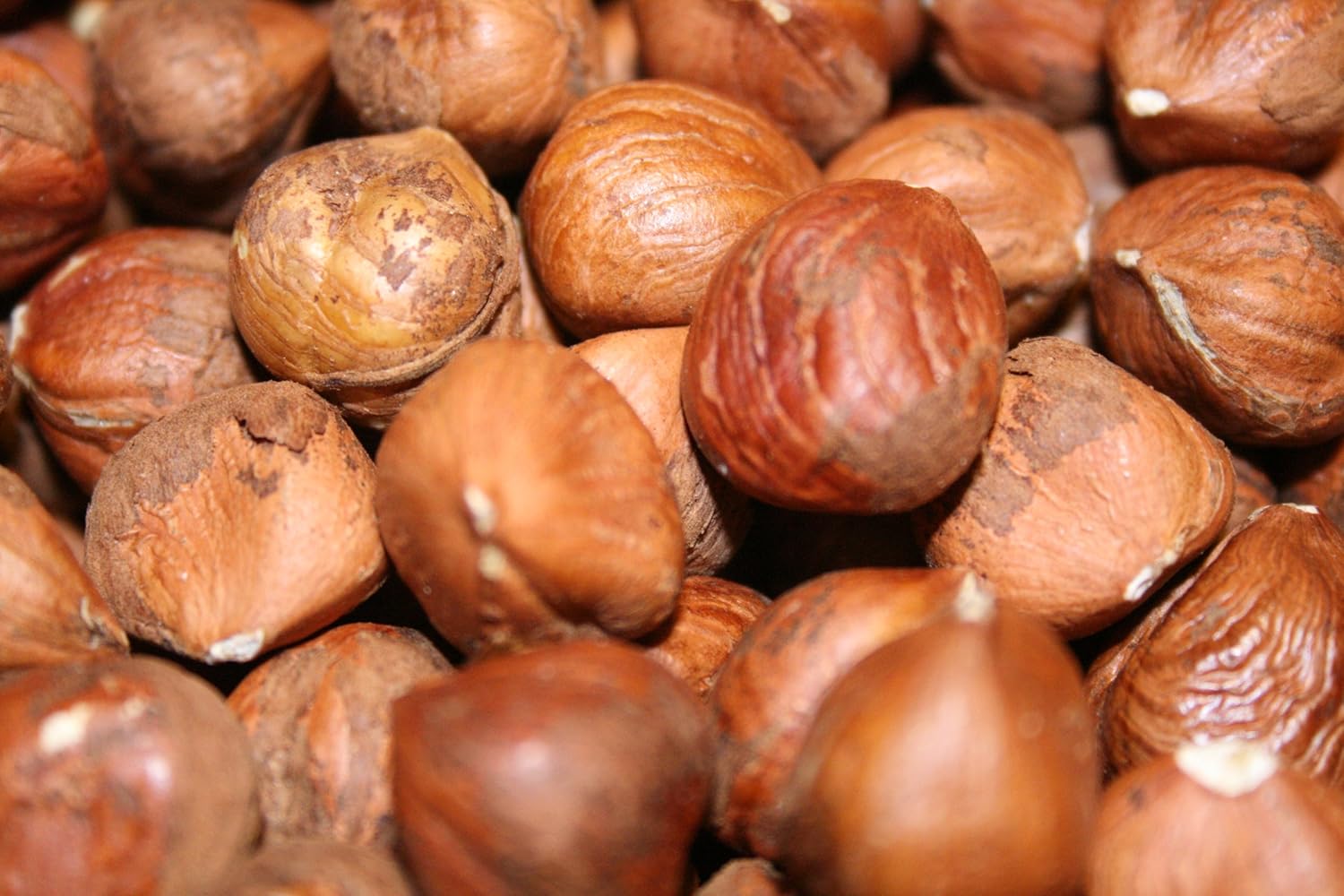 Amazon.com : Filberts/Hazelnuts, Raw, 1LB : Grocery & Gourmet Food