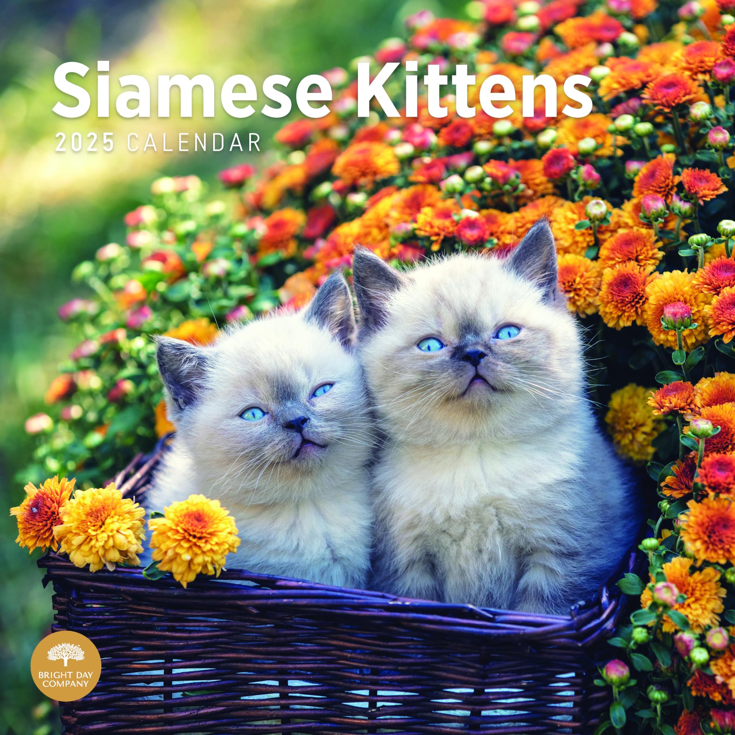 Amazon.com: Bright Day Calendars 2025 Siamese Kittens Monthly Wall ...
