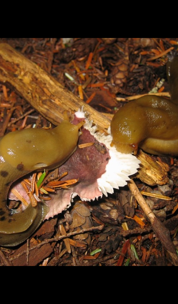 cute slug Wallpaper -- HD Wallpapers of cute slugs! - App on the Amazon ...