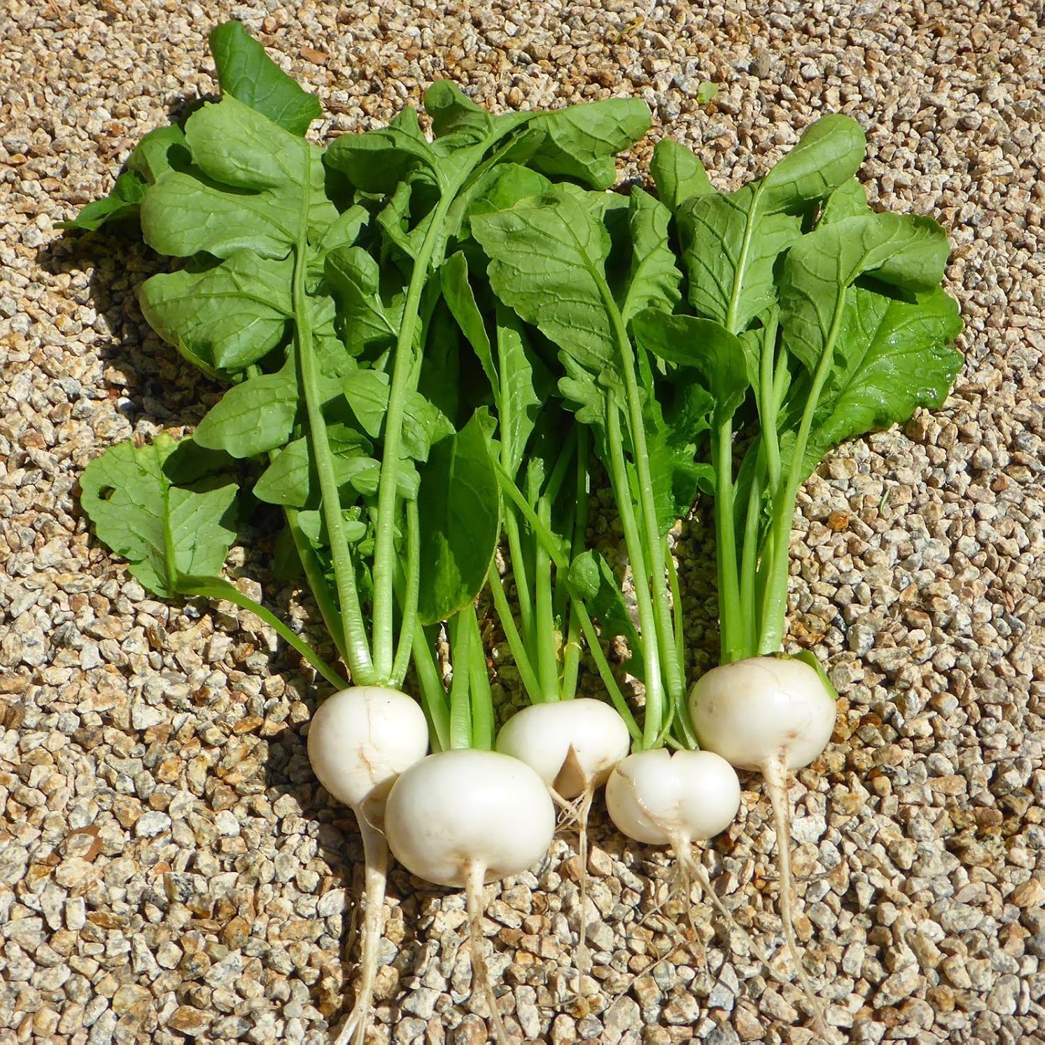 Amazon.com : COOL BEANS N SPROUTS - Radish Seeds, White Cherry Radish ...
