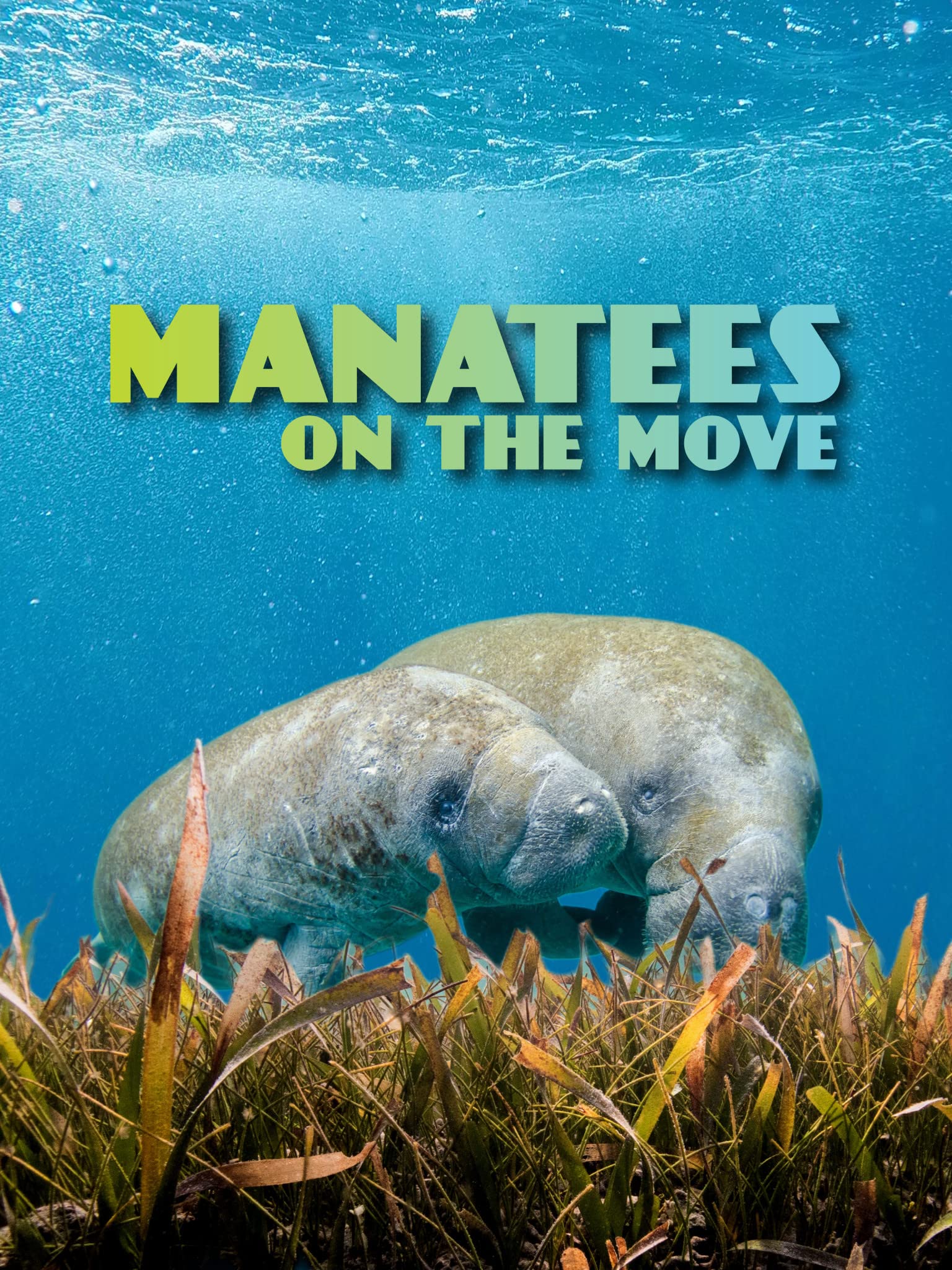 Watch Manatees On The Move | Prime Video