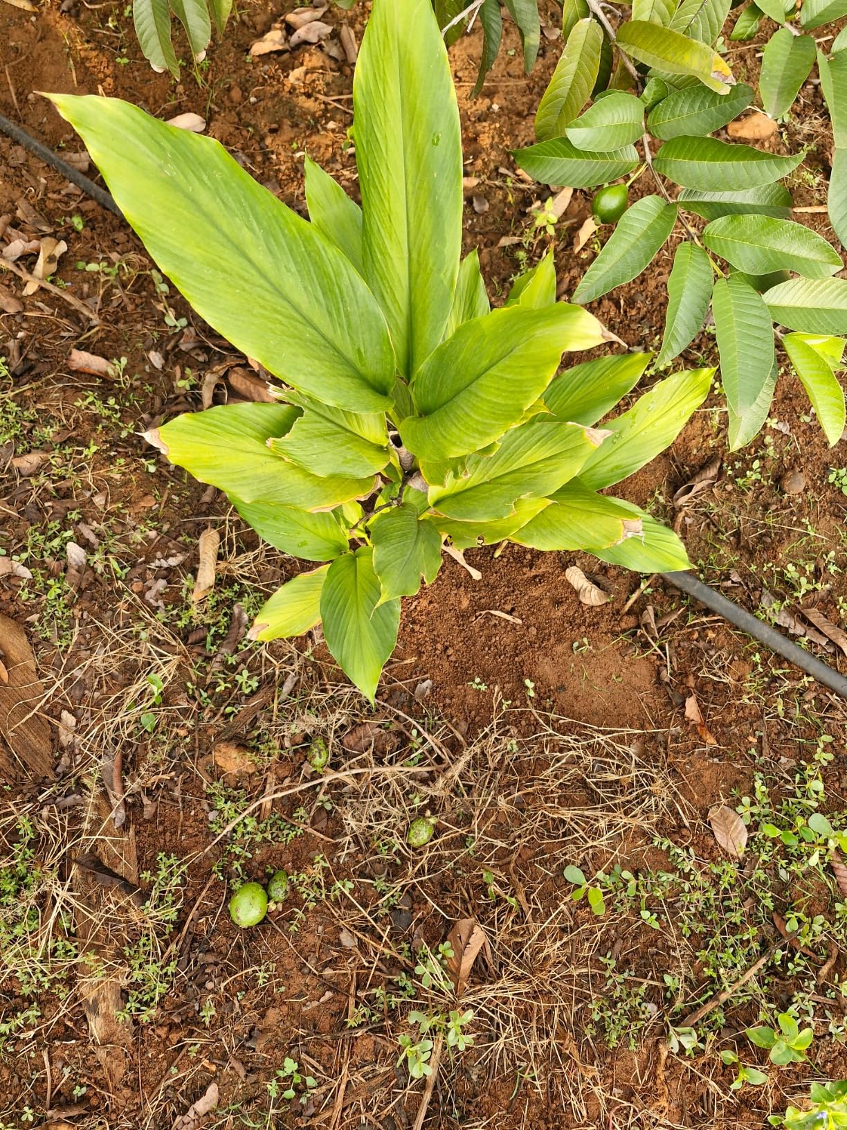 Vidagdha Black Turmeric | Kali haldi | Karumanjal | Seeds|Nalla Pasupu ...