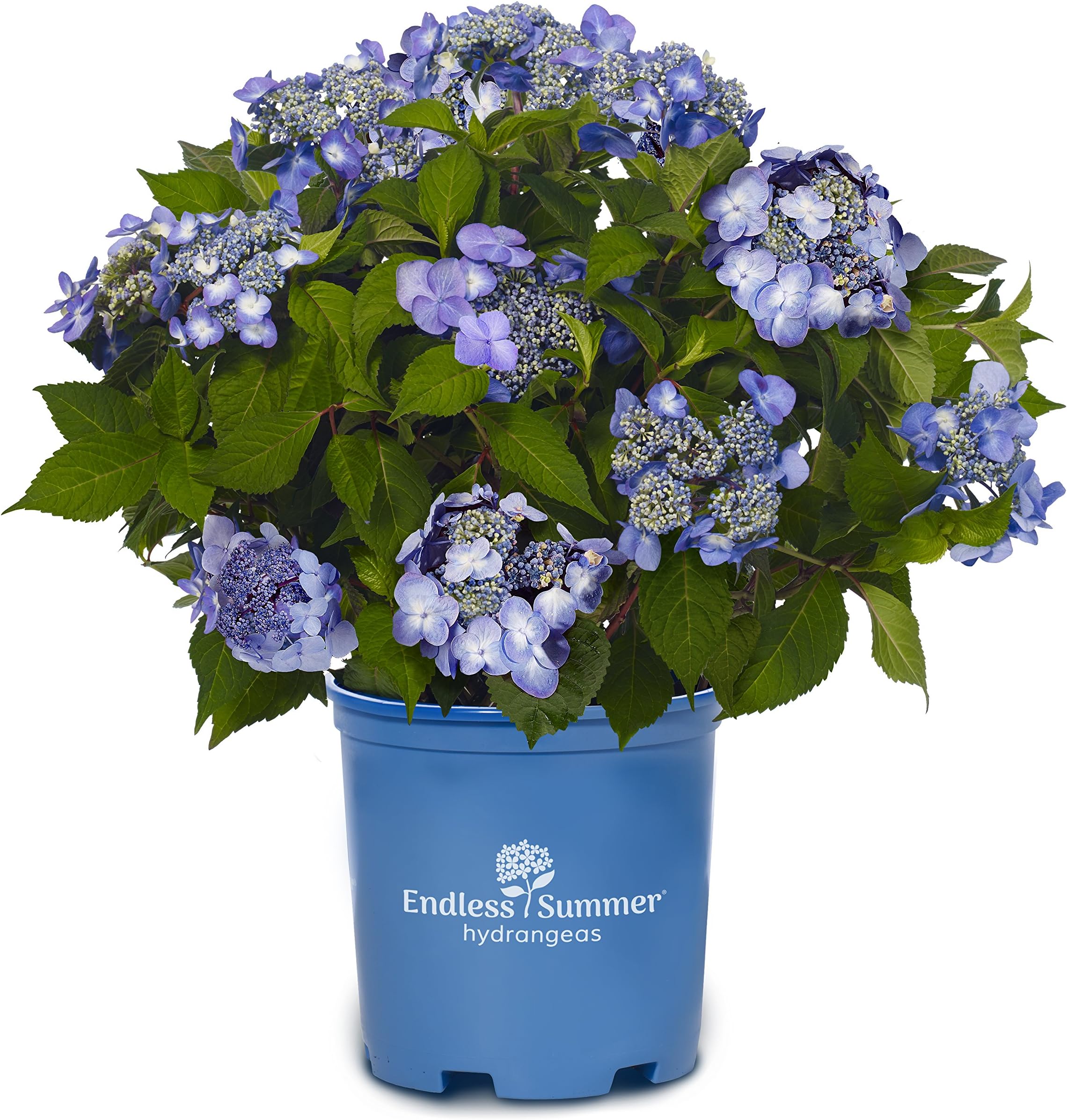 Amazon.com: 1 Gal. Endless Summer Bloomstruck Hydrangea & Original ...