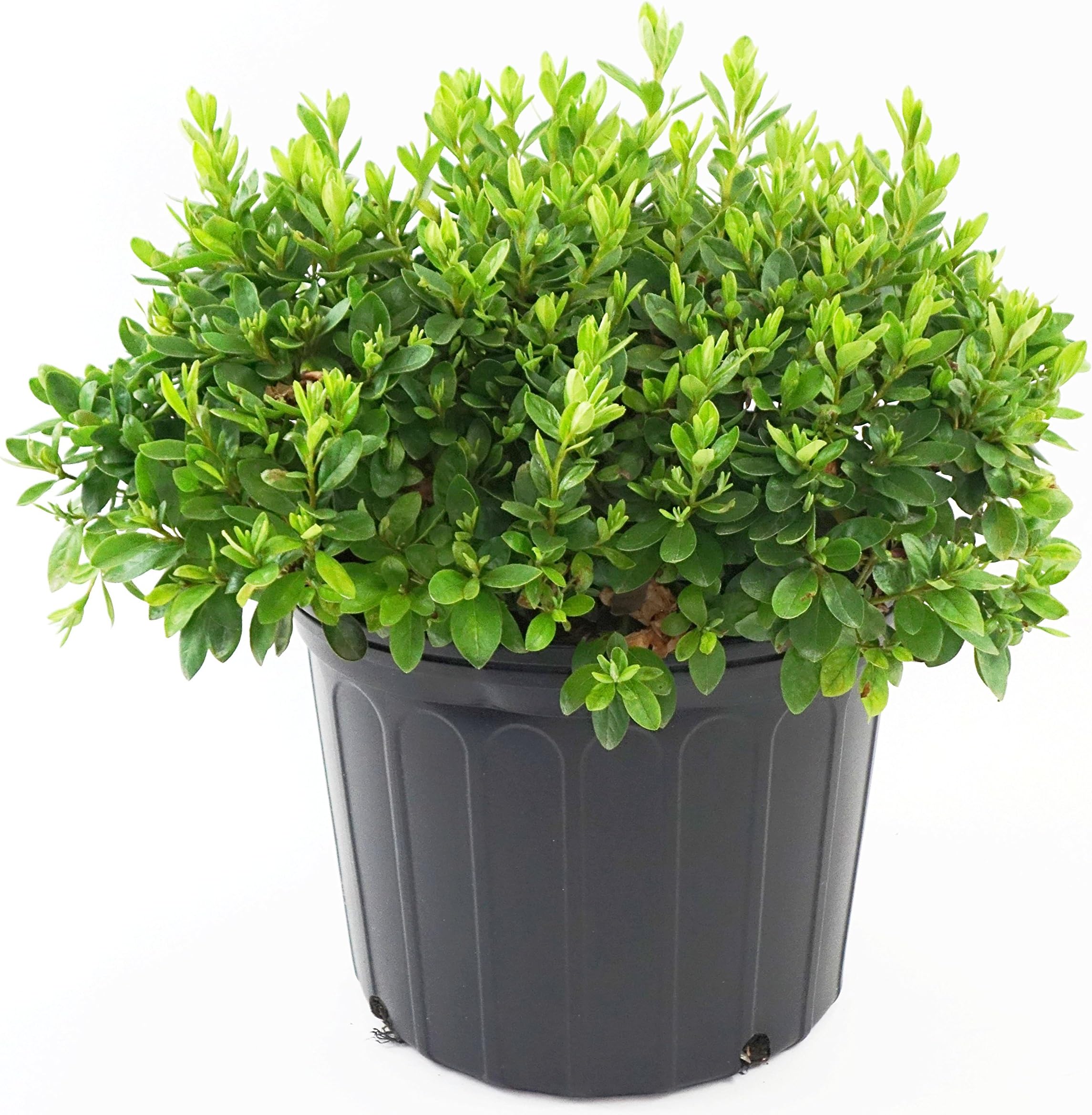 Amazon.com : Live plant from Green Promise Farms Aronia arb ...
